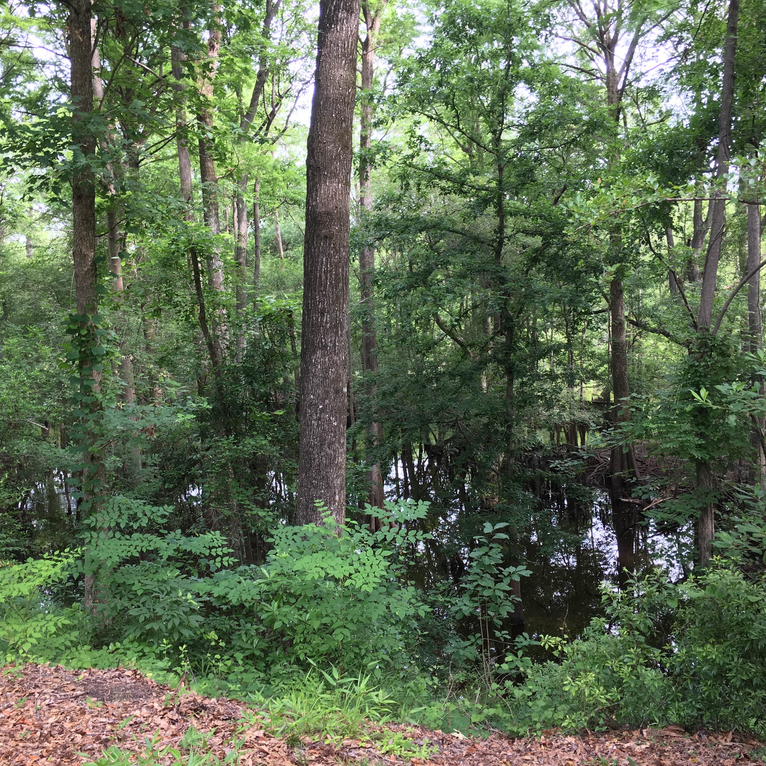 Colleton State Park Camping | The Dyrt