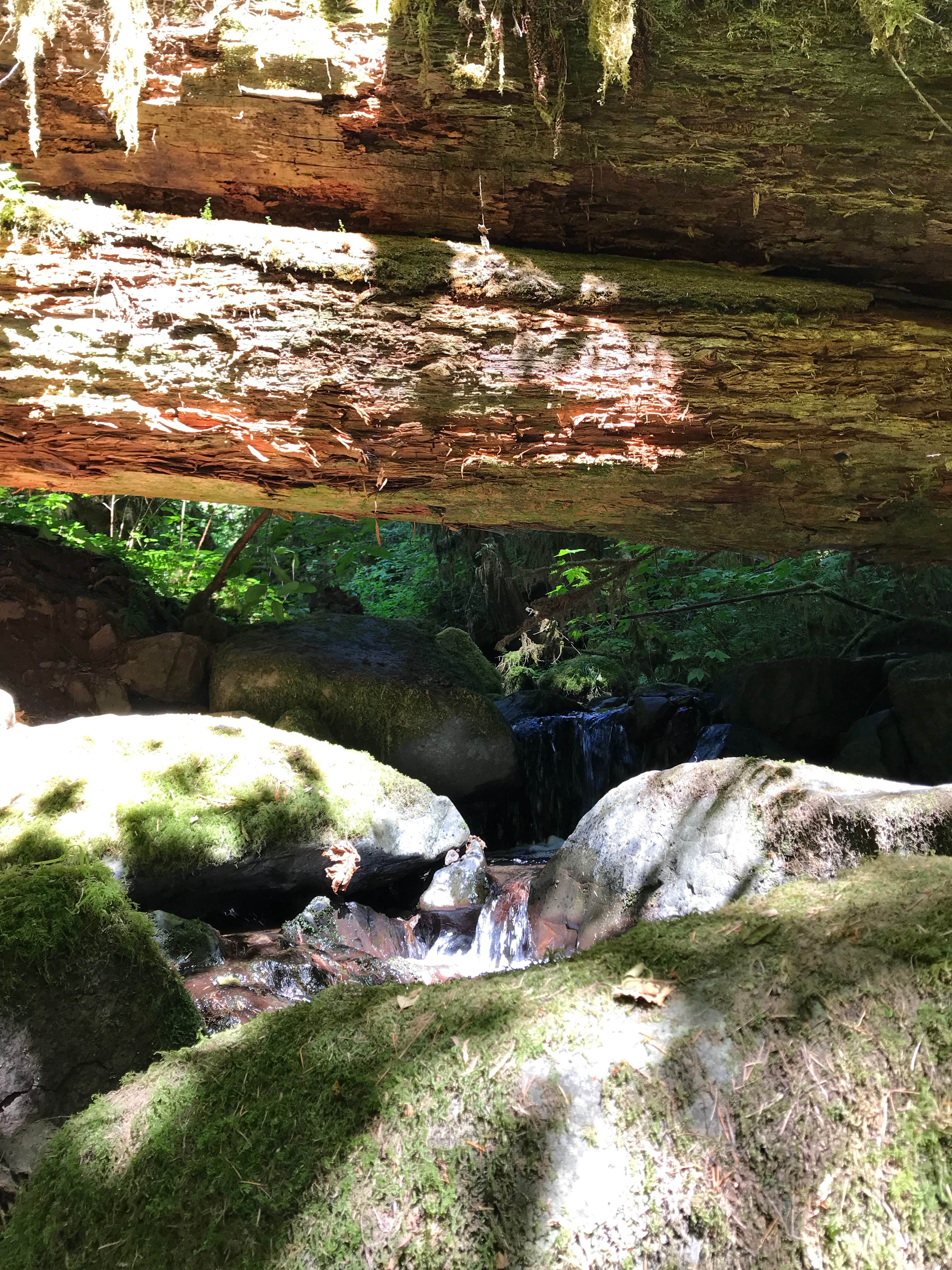 Cascadia State Park Campground | Cascadia, OR