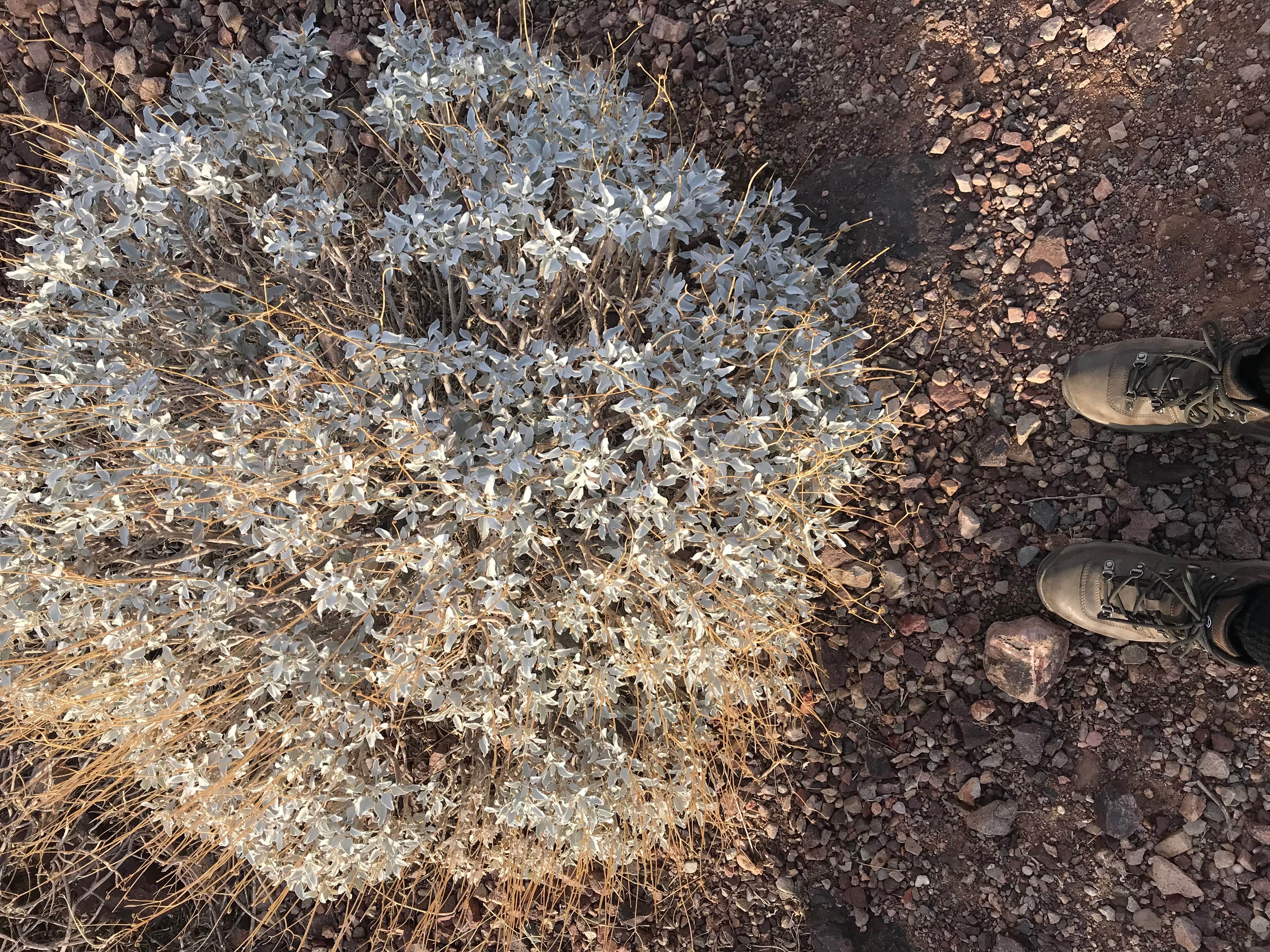 Desert Pass Campground | The Dyrt