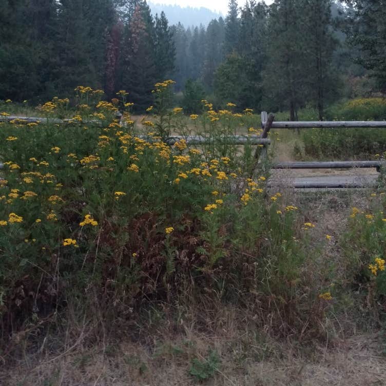 Deer Lake Resort Camping | Loon Lake, Washington