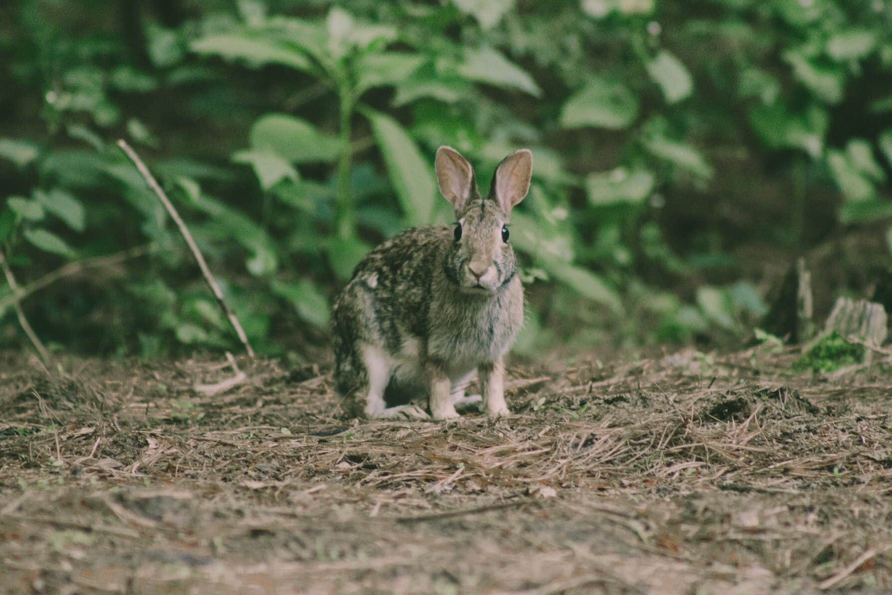 Pine Campground — Sand Ridge State Forest | Forest City, IL