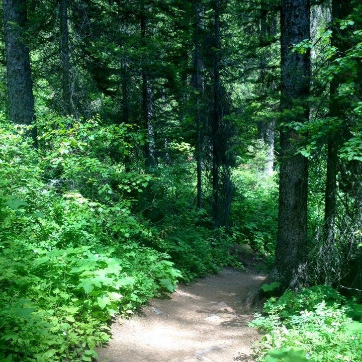 Lake Alva Campground Camping | The Dyrt