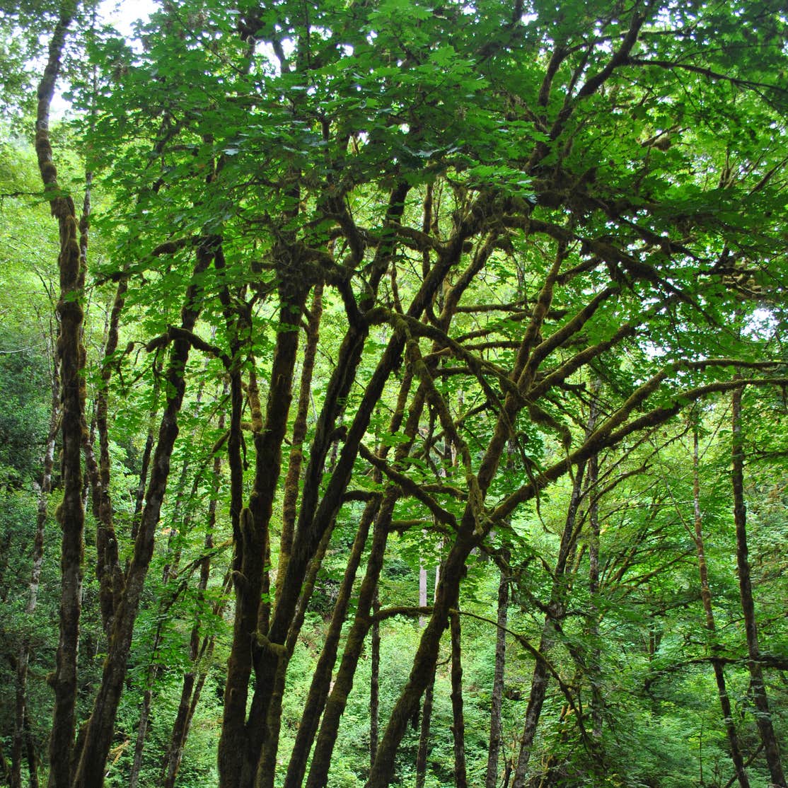 Elliott State Forest Dispersed Camping | The Dyrt