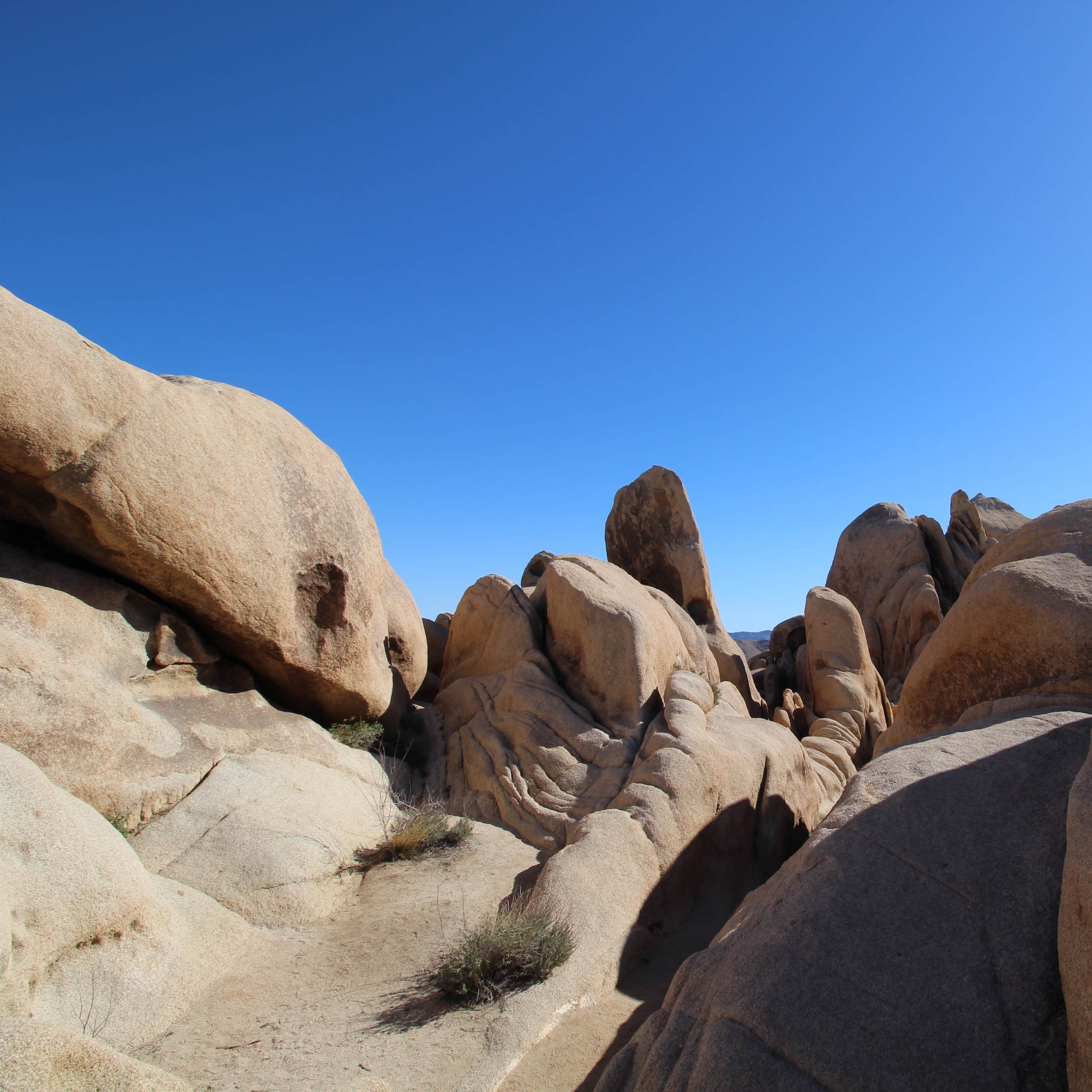 Jumbo Rocks Campground Camping | The Dyrt