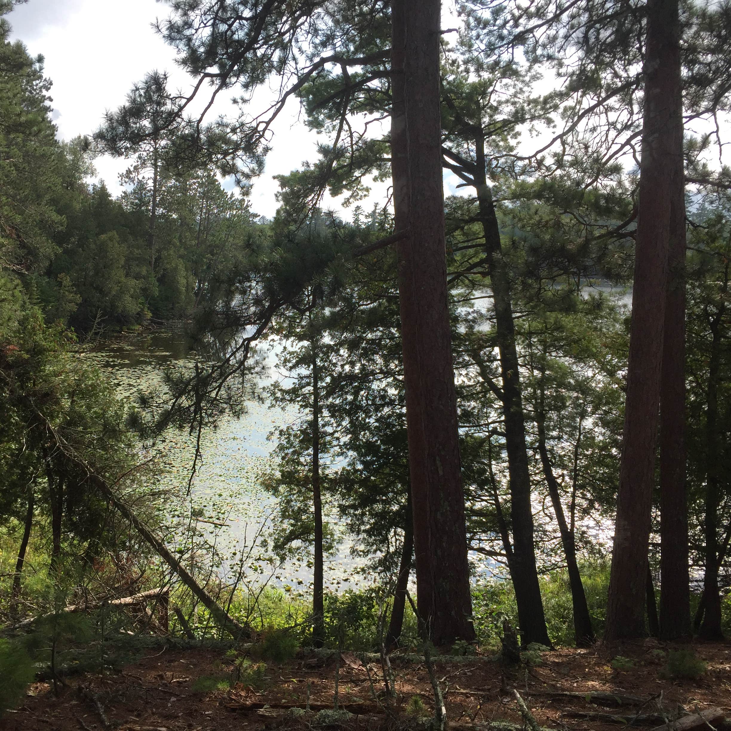 Chase Point Campground — Scenic State Park | Bigfork, MN