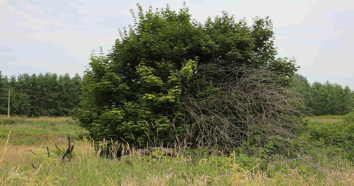 JJ Collins Marine Park Camping | Scappoose, Oregon