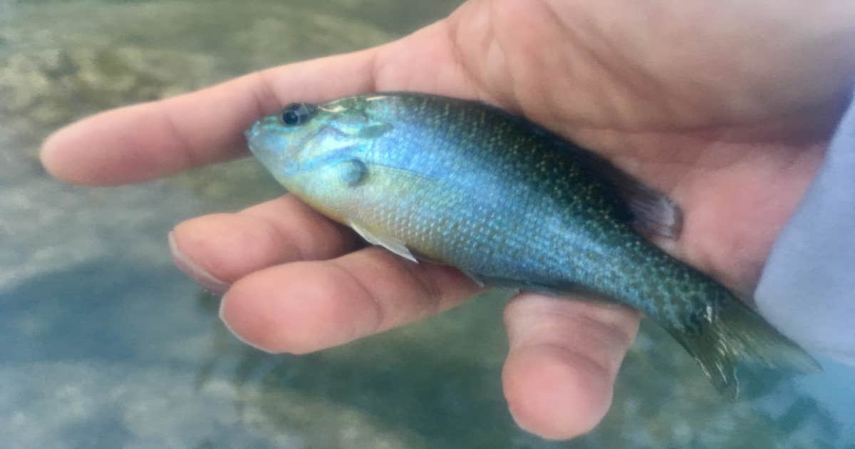 Double Rockin' R Campground | New Braunfels, Texas