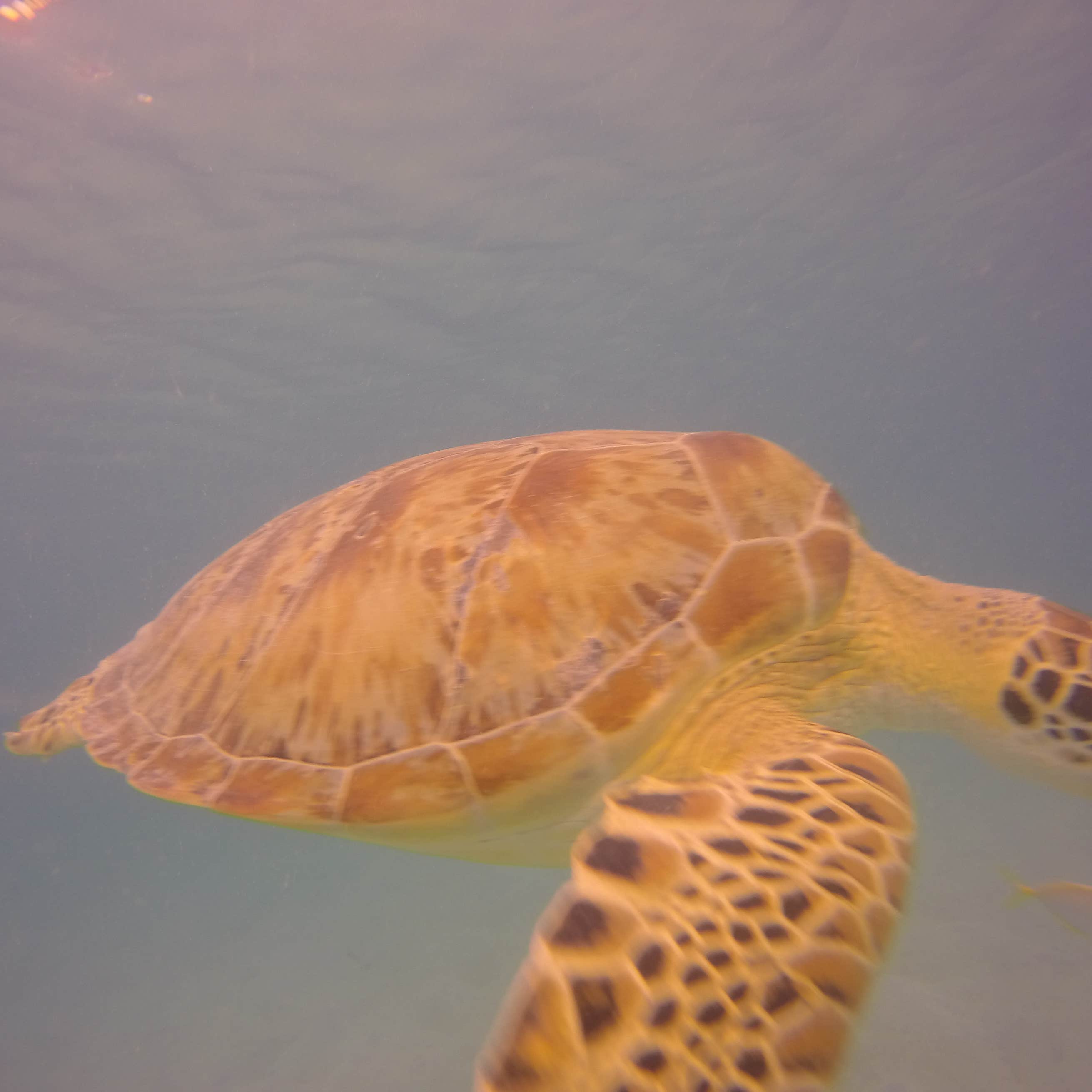 Manuka State Wayside Camping | Hawaii Volcanoes National Park, Hawaii