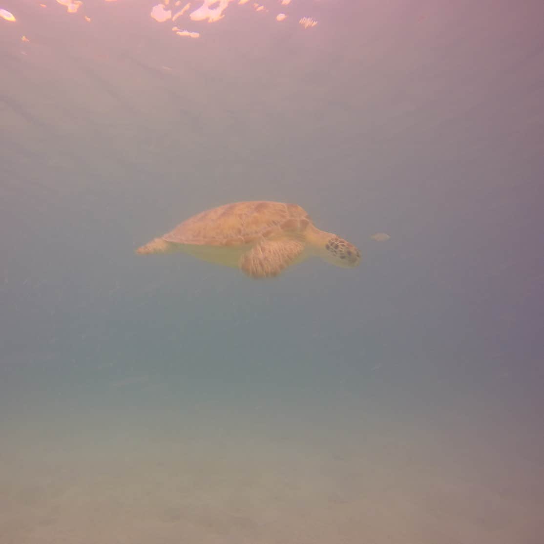 Manuka State Wayside Camping | Hawaii Volcanoes National Park, Hawaii