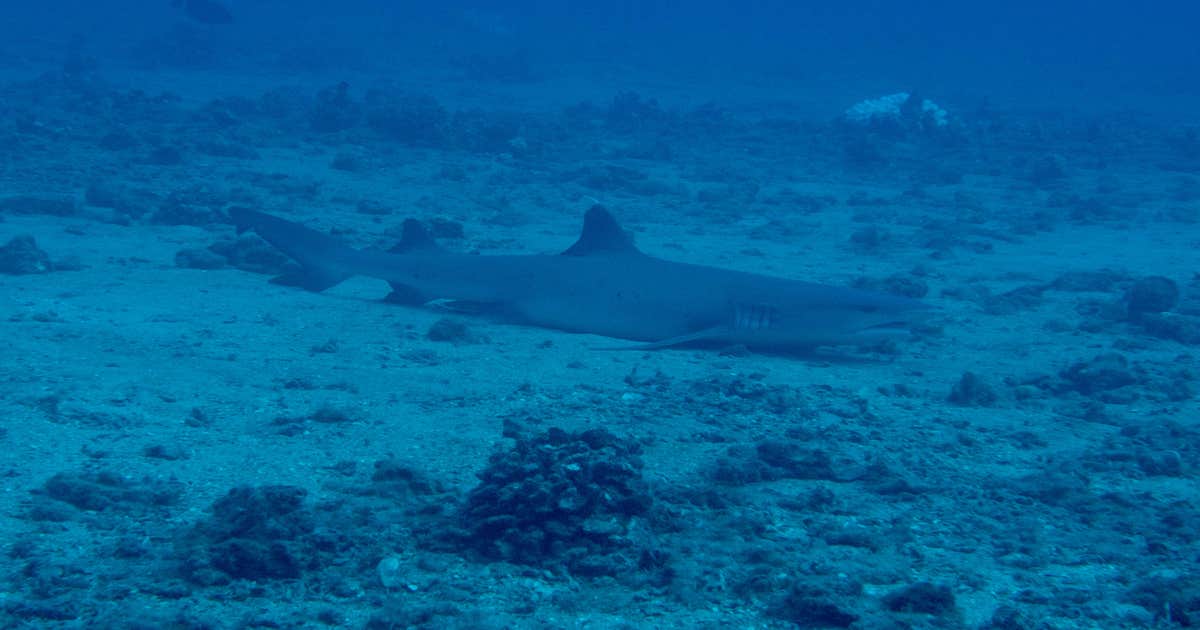 Manuka State Wayside Camping | Captain Cook, HI