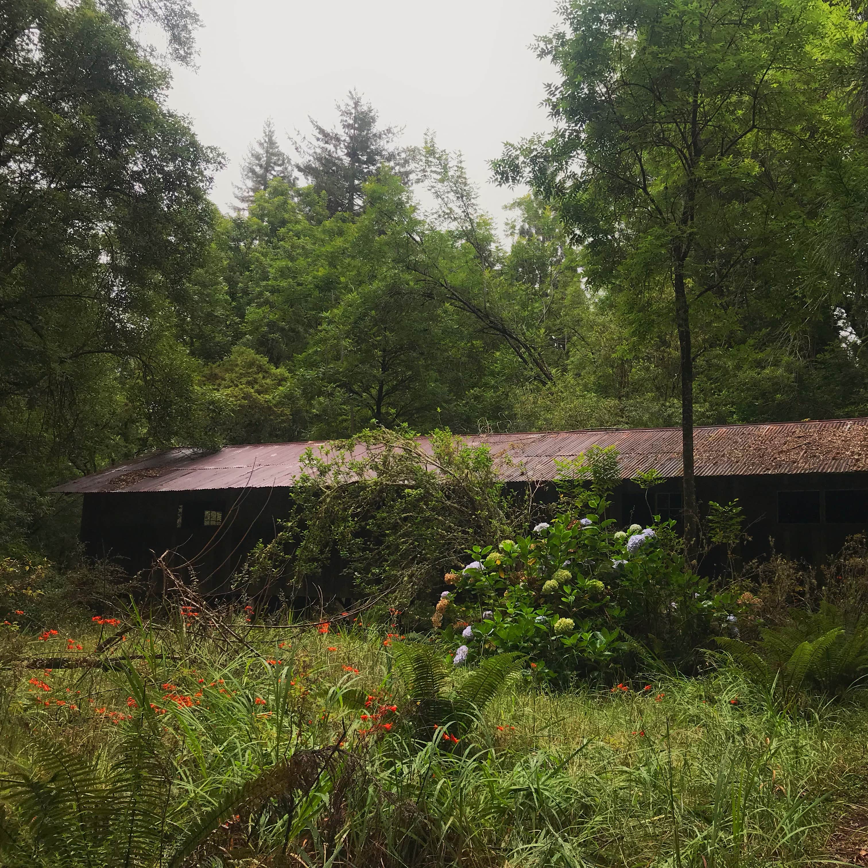 Polipoli Spring State Recreation Area Camping | Kihei, Hawaii