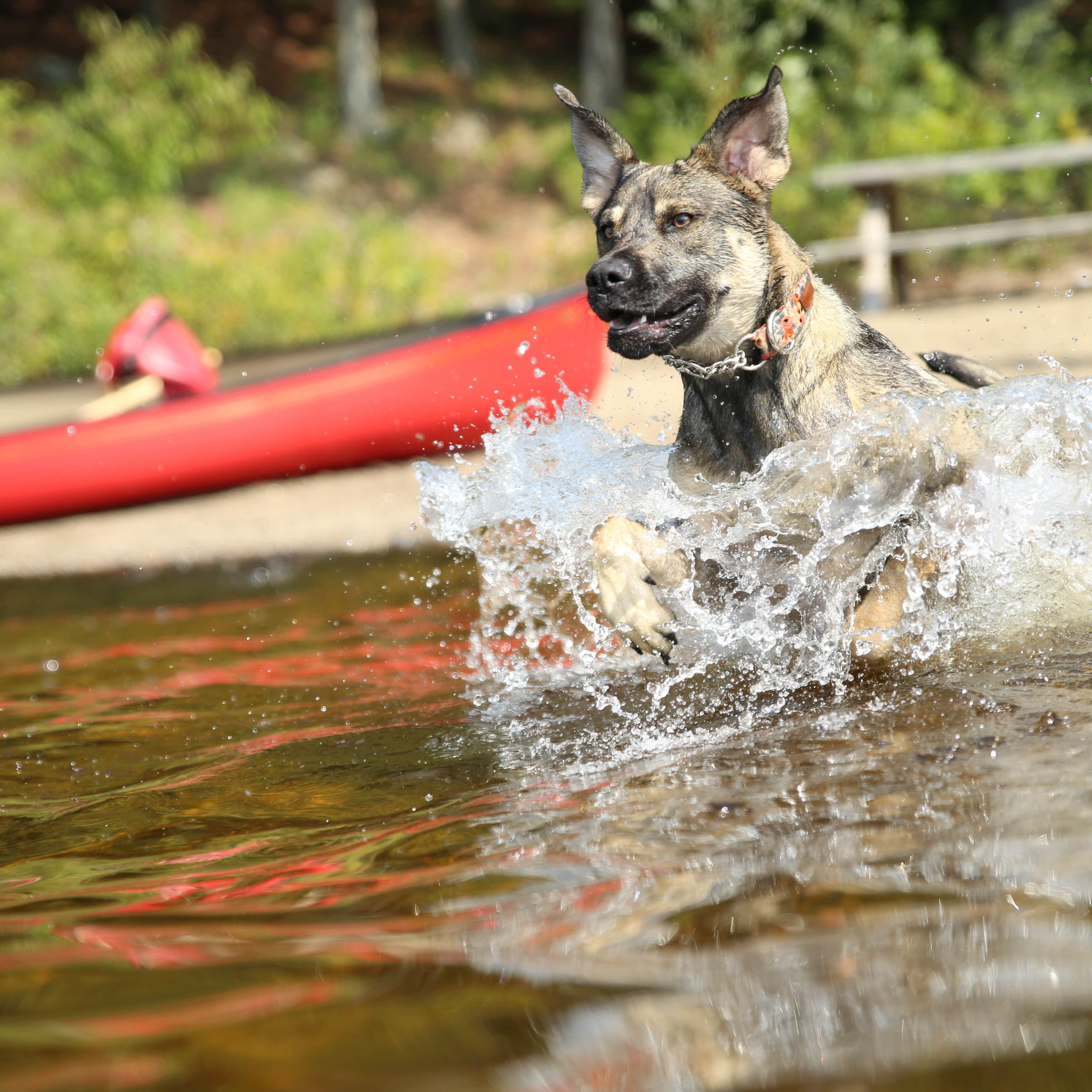 Lake Harris Campground Camping | The Dyrt