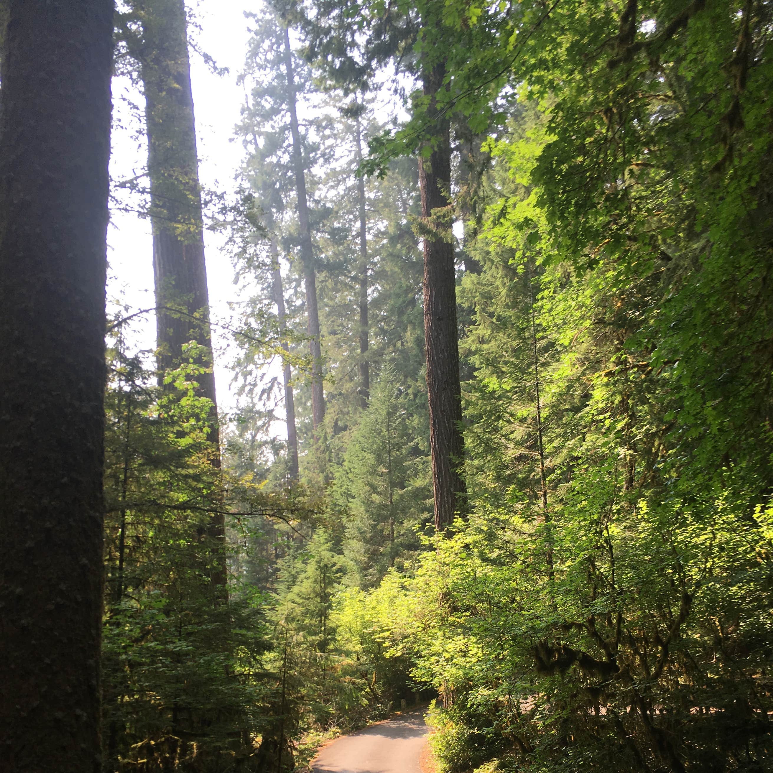 Yellowbottom Recreation Site — Quartzville Creek Wild And Scenic River ...