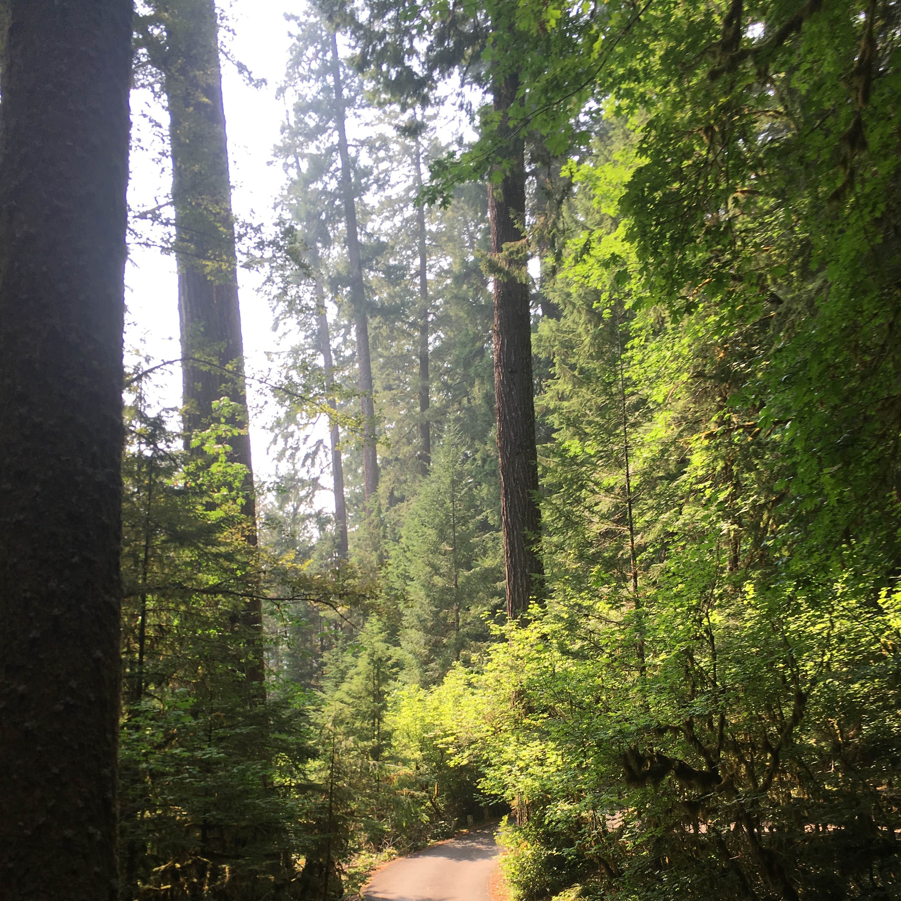 Yellowbottom Recreation Site — Quartzville Creek Wild And Scenic River ...