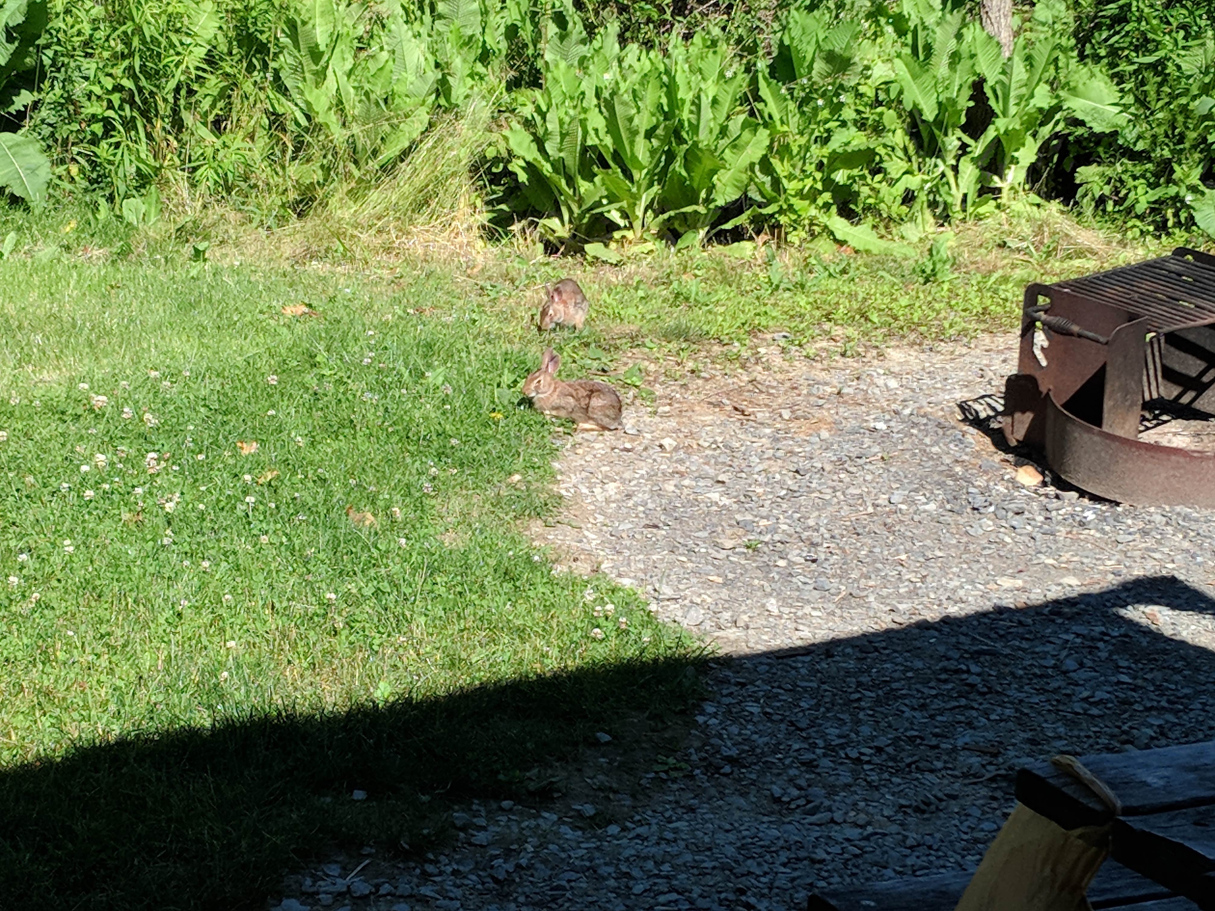 Russell P Letterman Campground — Bald Eagle State Park | Howard ...