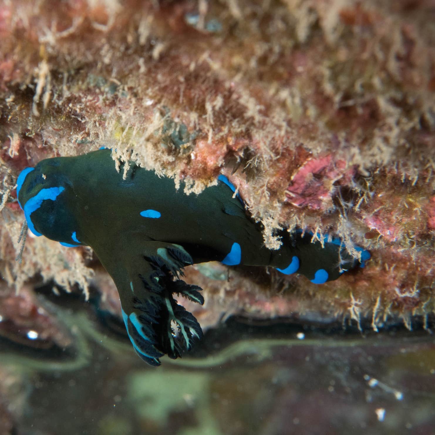 Hanamaulu Beach Park Camping | Lihue, HI
