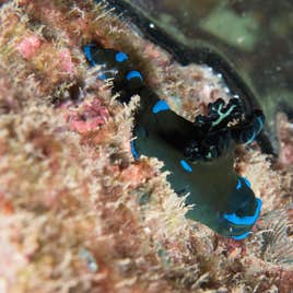 Hanamaulu Beach Park Camping | The Dyrt