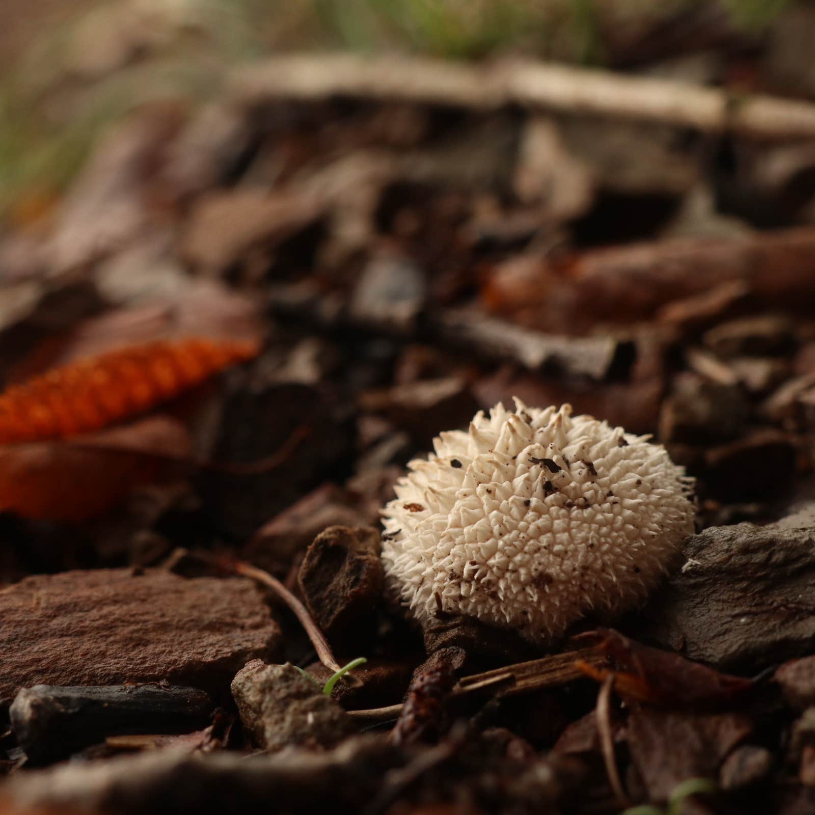 Green Ridge State Forest Camping | The Dyrt