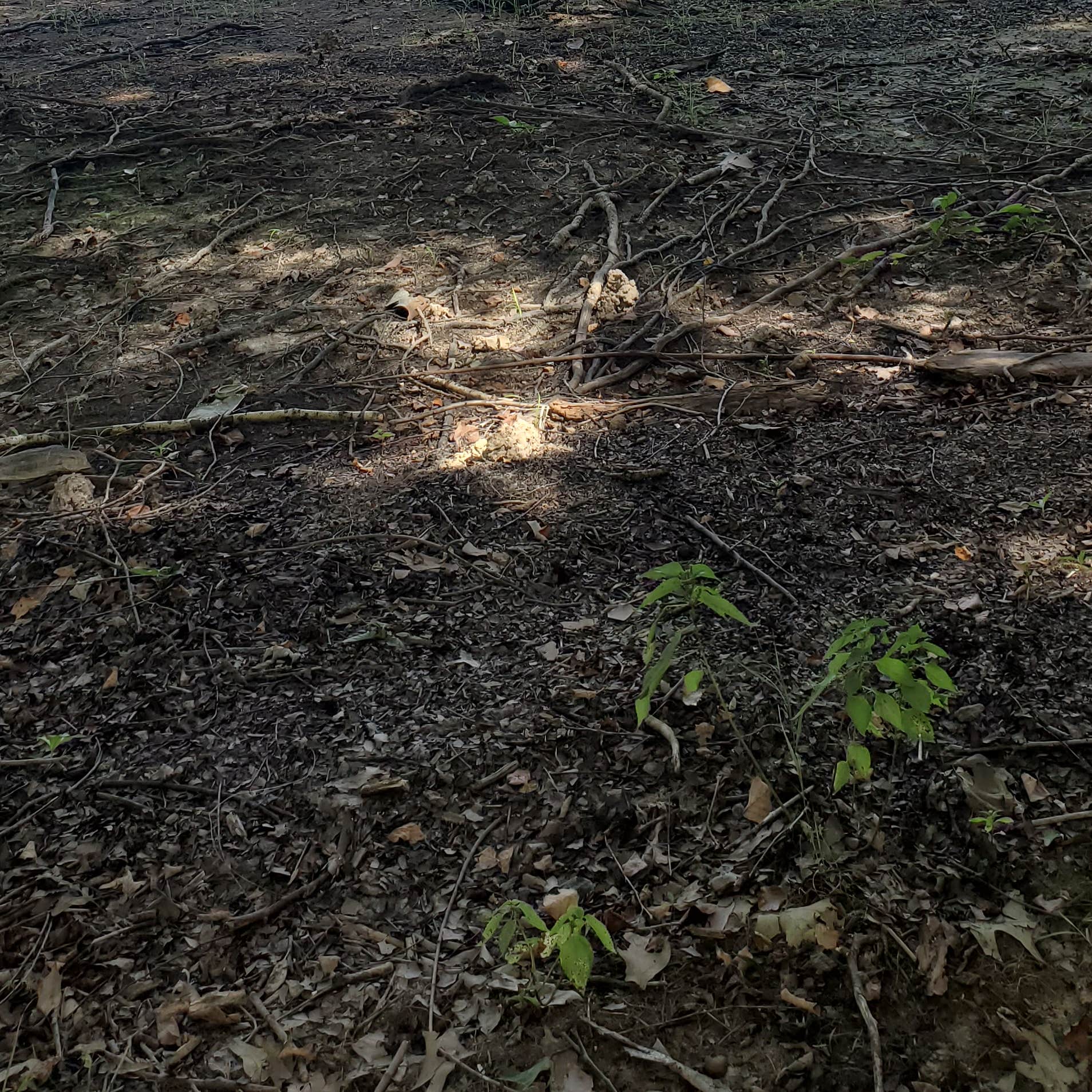 LBL FS154 - Dispersed Camping | The Dyrt