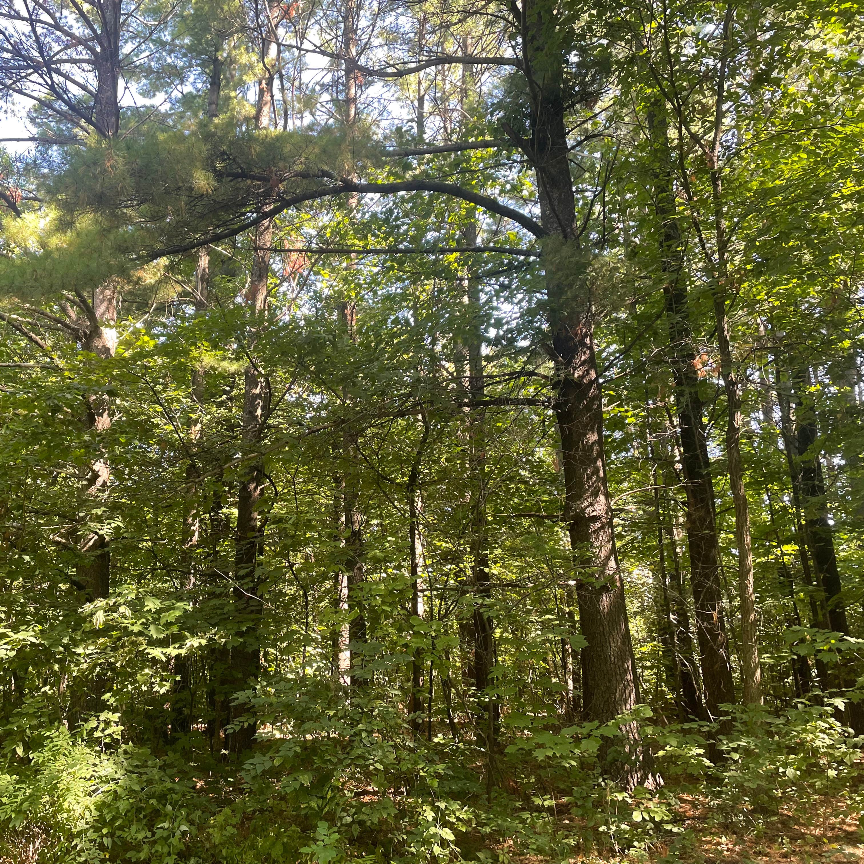 Baker Campground - Baker Park Reserve | Maple Plain, Minnesota