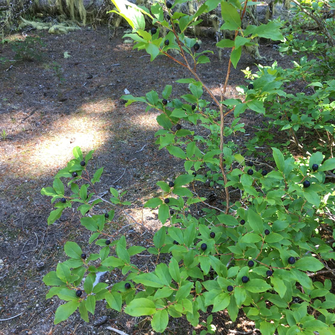 Tillicum Campground | Gifford Pinchot National Forest, Washington