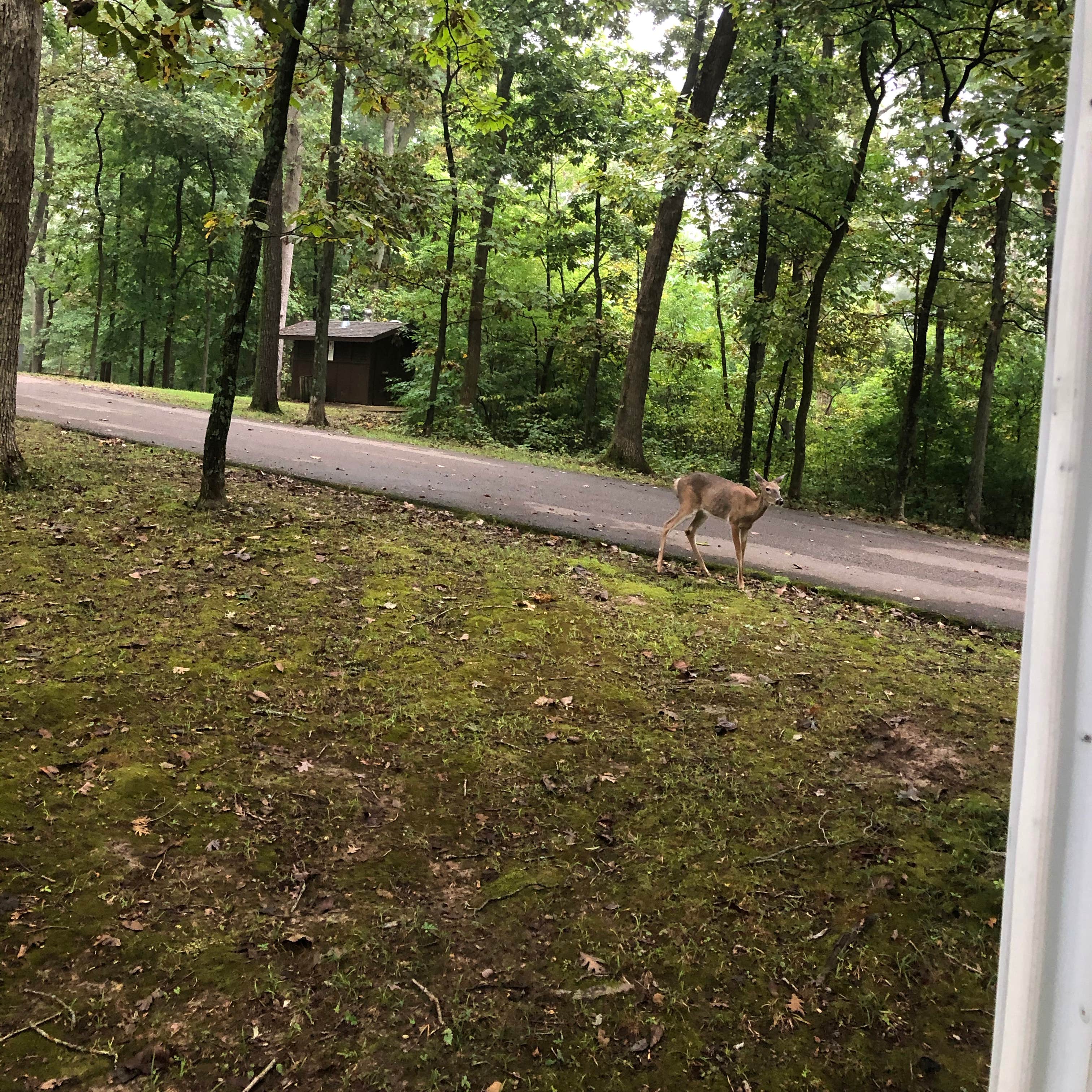 Robertsville State Park Campground | Robertsville, Missouri