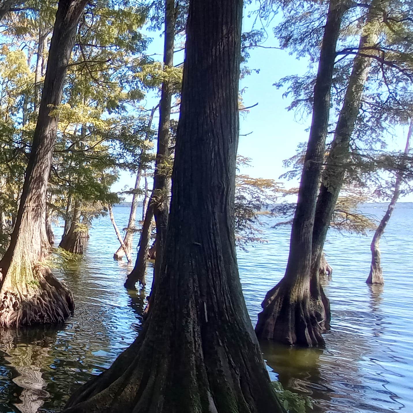 Reelfoot Lake State Park Campgrounds | Tiptonville, Tennessee