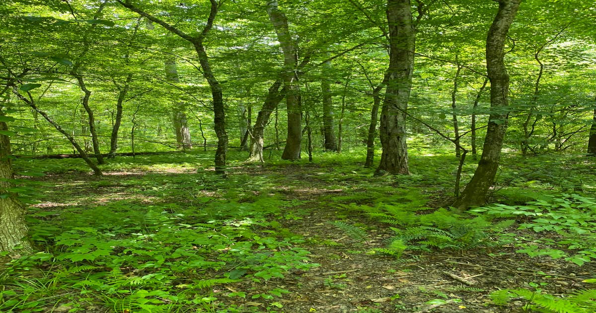 Goforth Creek Campground G | Reliance, Tennessee