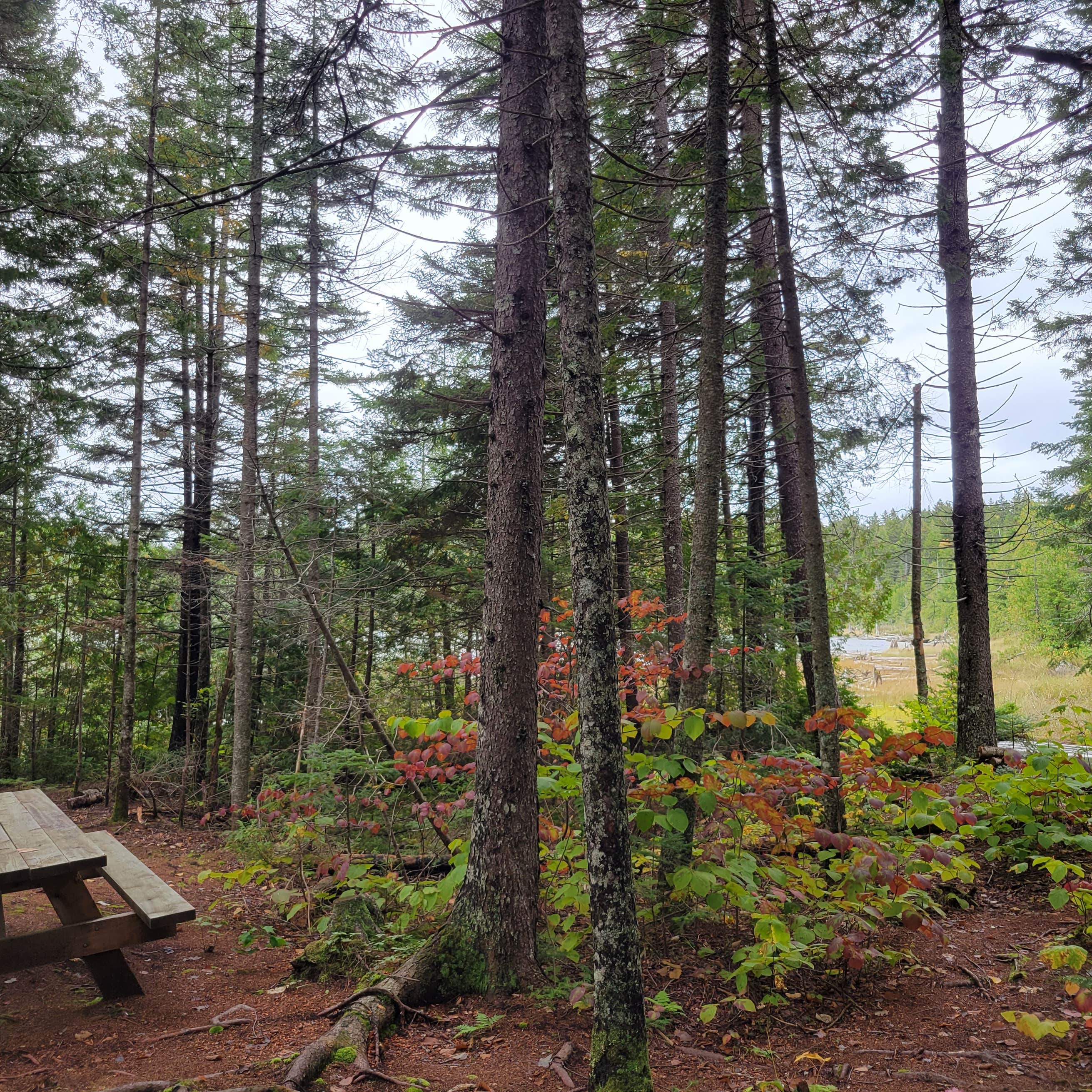 Little Notch Pond Campsite | Greenville Junction, Maine
