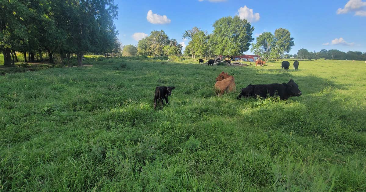Double E Ranch Farm Camp | Cave Springs, Arkansas
