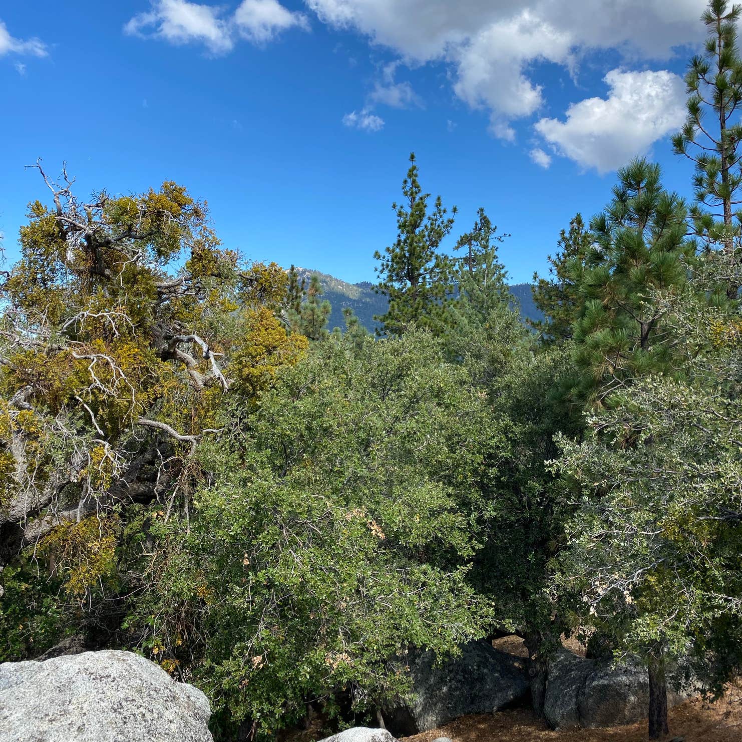 Stone Creek Campground — Mount San Jacinto State Park | Idyllwild-Pine ...