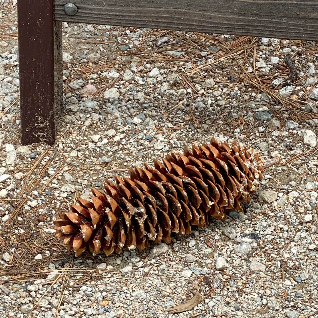 Stone Creek Campground — Mount San Jacinto State Park | Idyllwild, CA