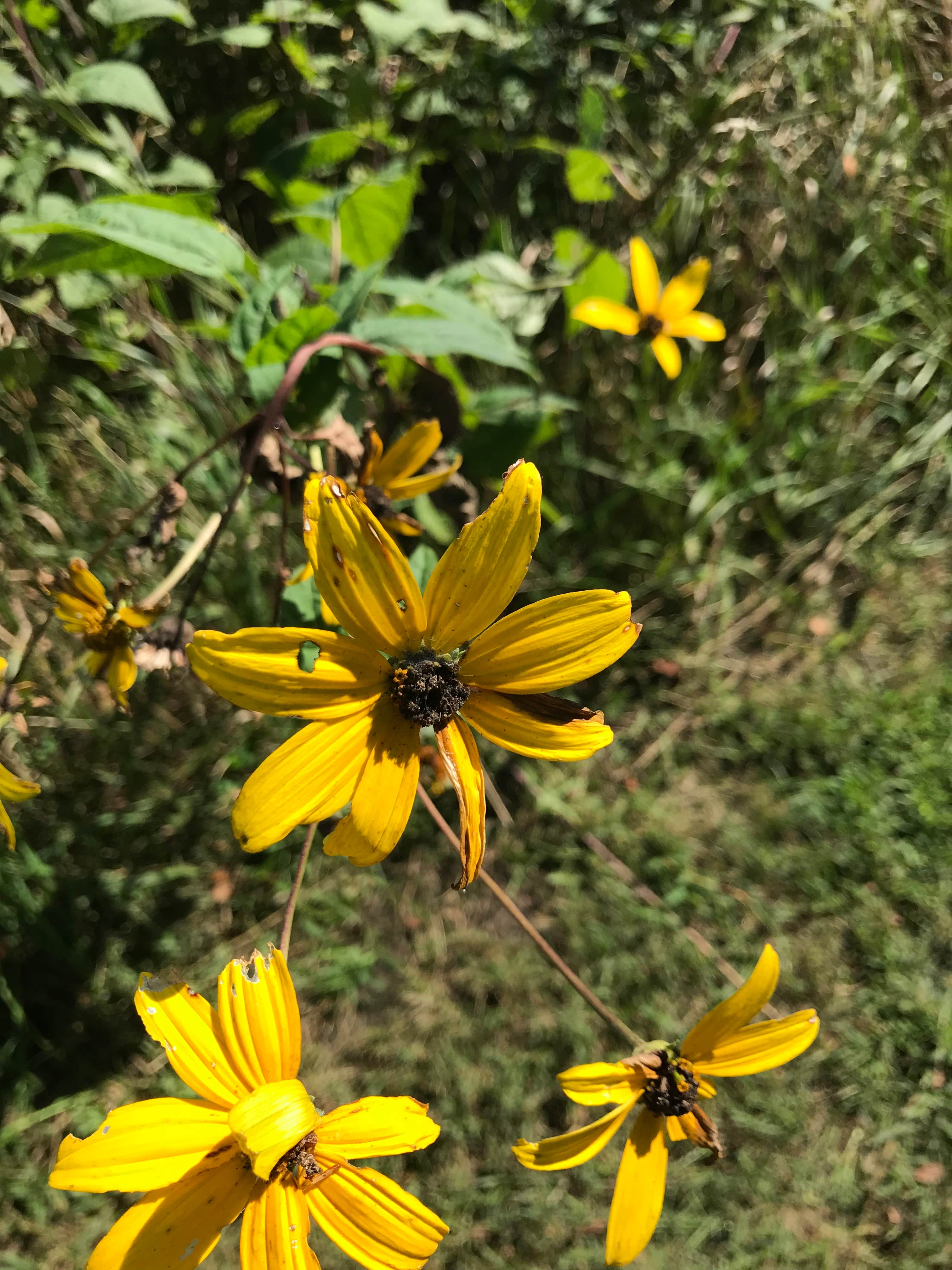Prophetstown State Park Campground | West Lafayette, IN