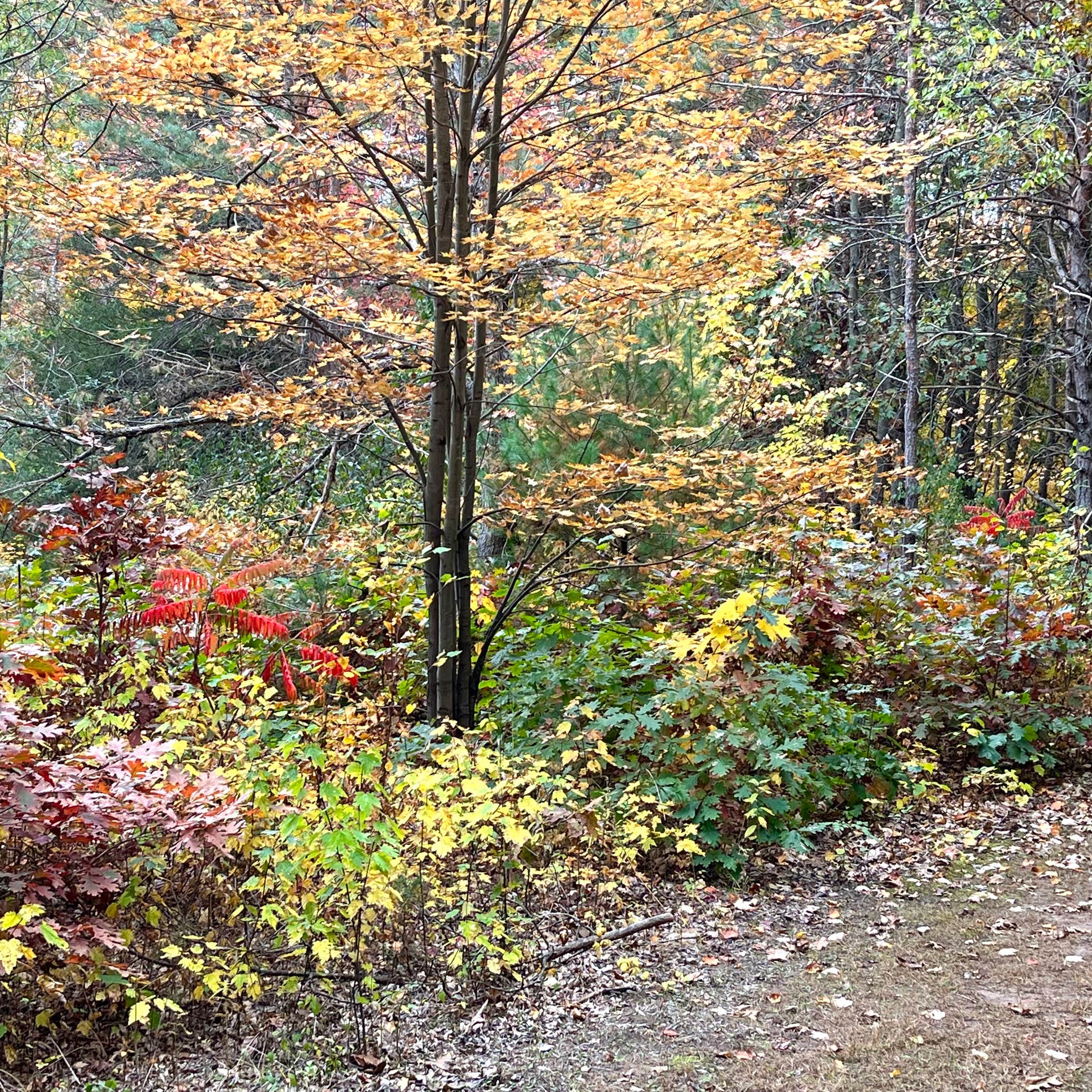 Merrick State Park Campground | Fountain City, WI