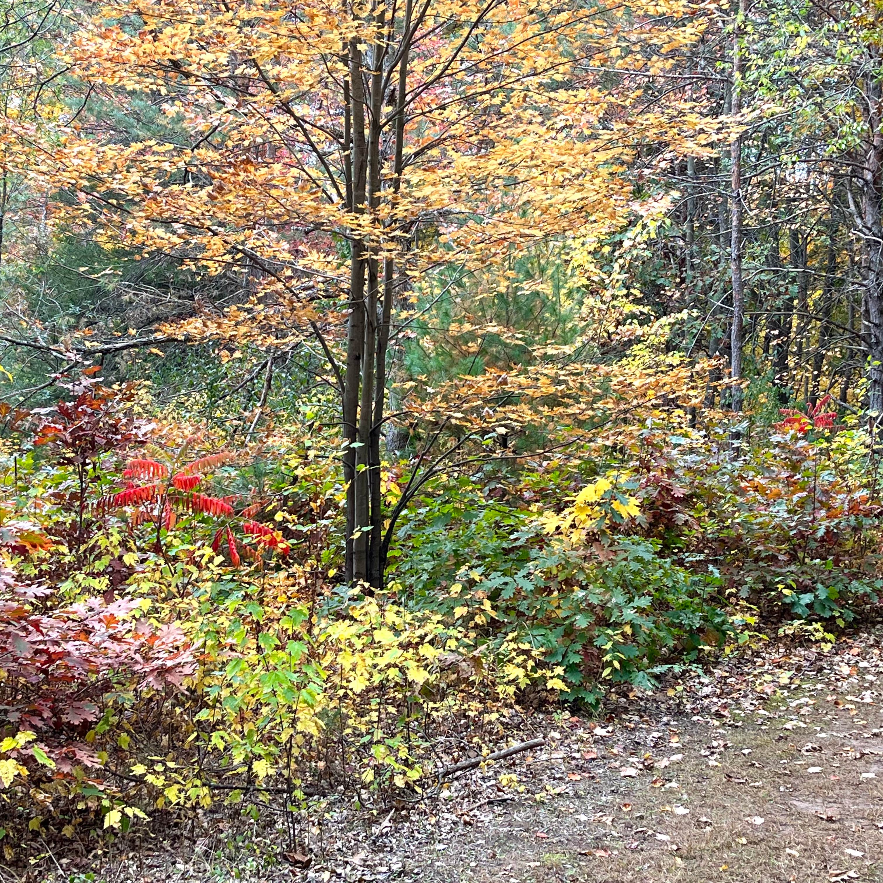 Merrick State Park Campground | Fountain City, Wisconsin