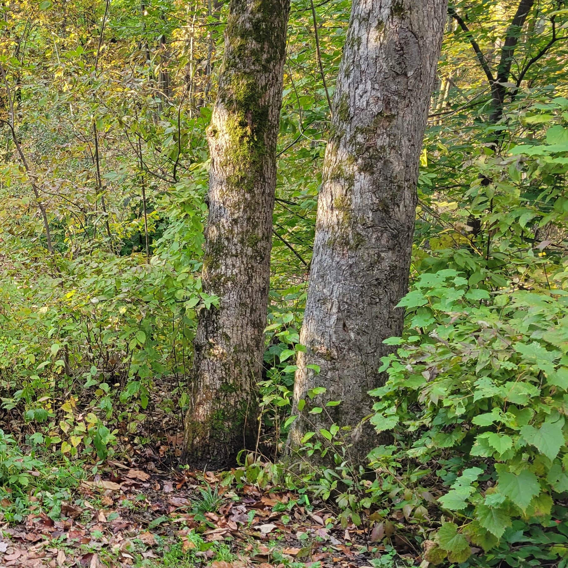 Blue Mound State Park Campground | Blue Mounds, Wisconsin