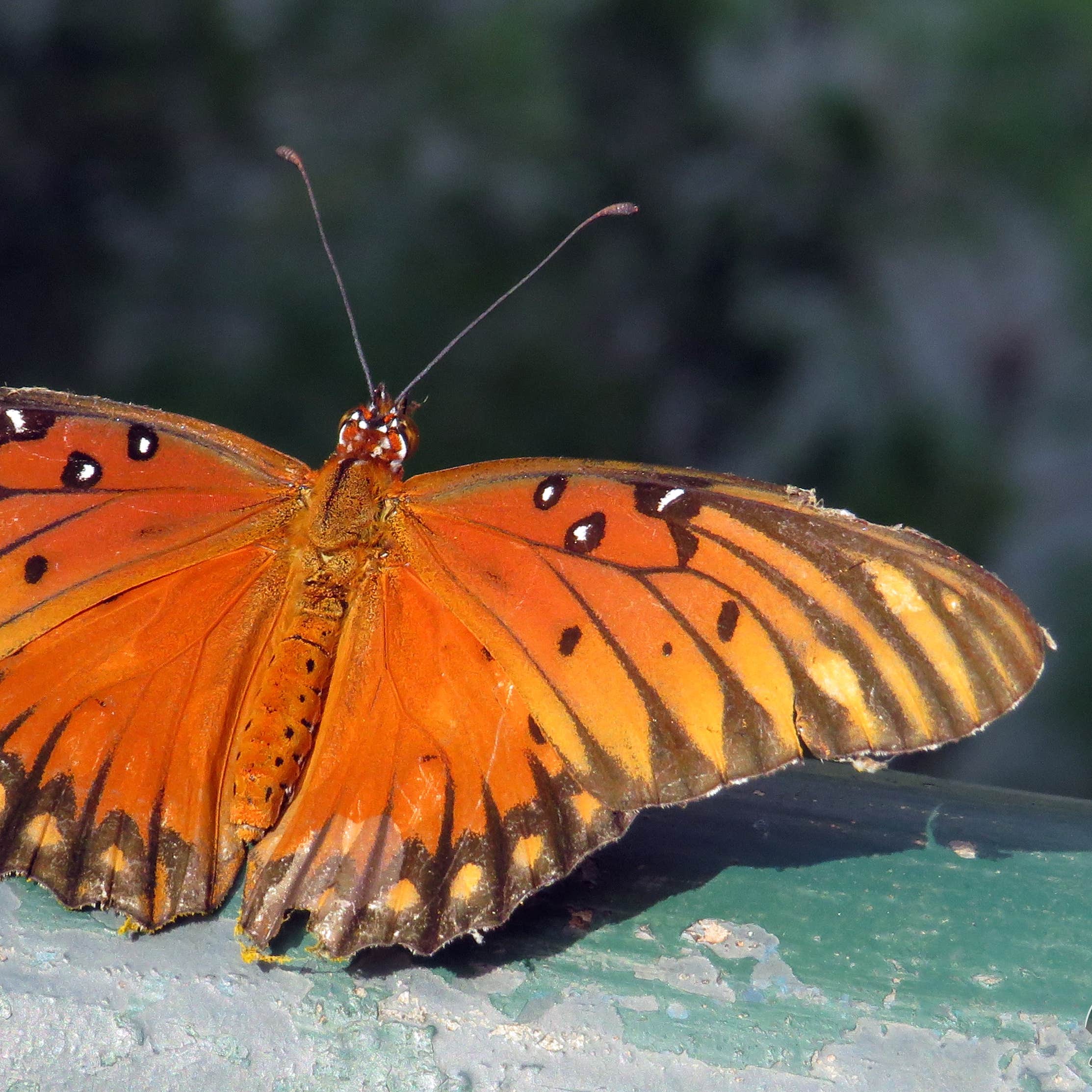 Parkview Riverside RV Park | Concan, Texas