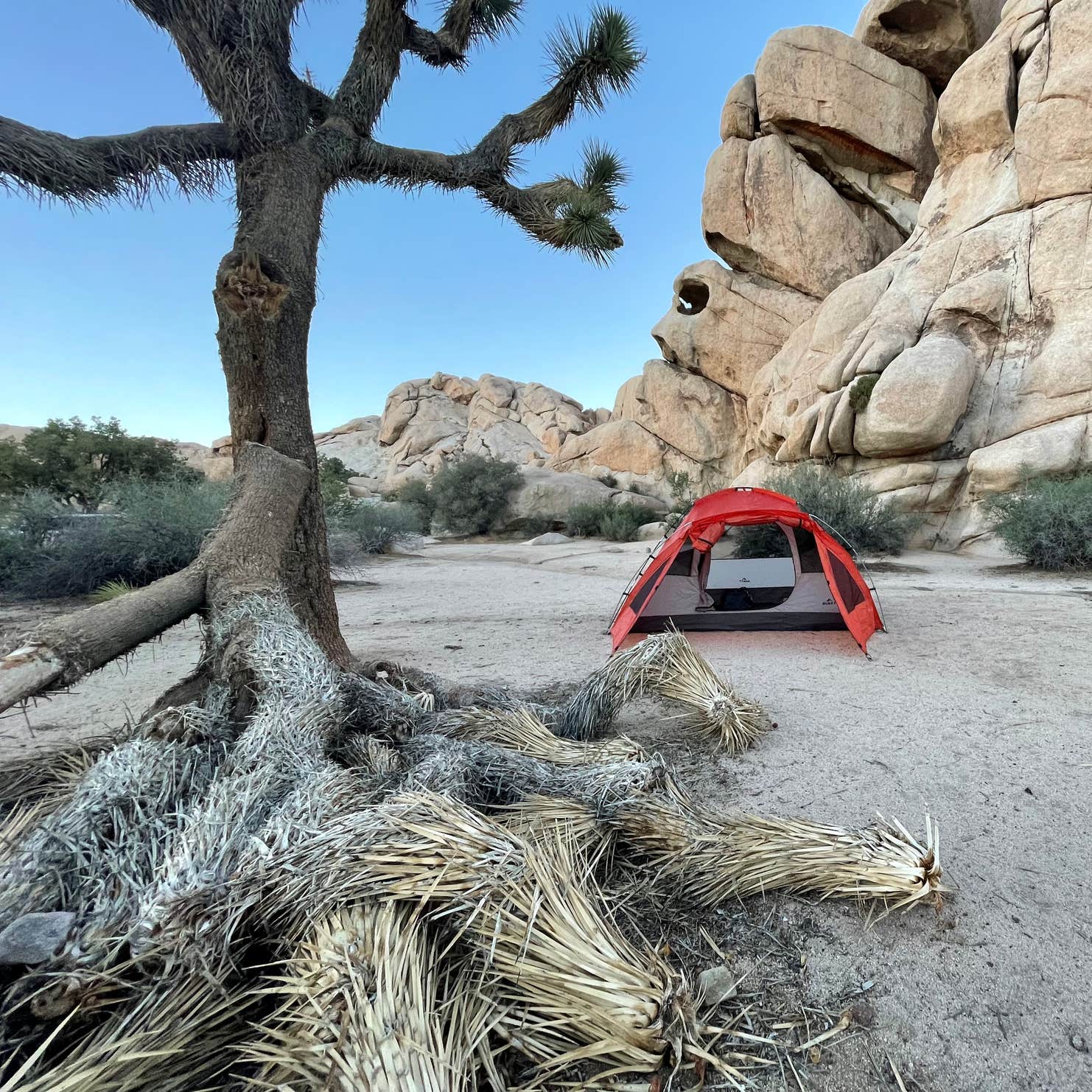 Joshua Tree National Park Camping Guide