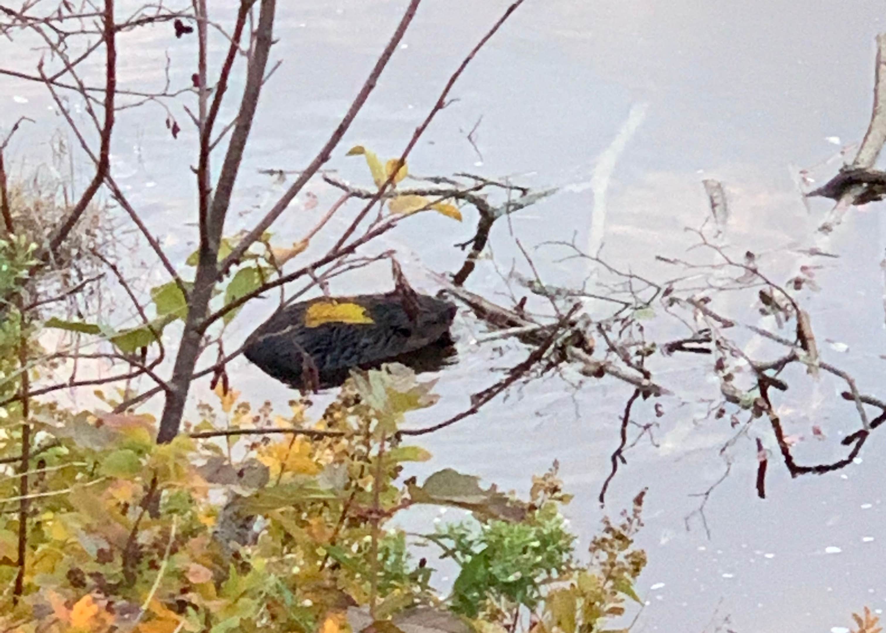 Wild Homestead Camping | The Dyrt