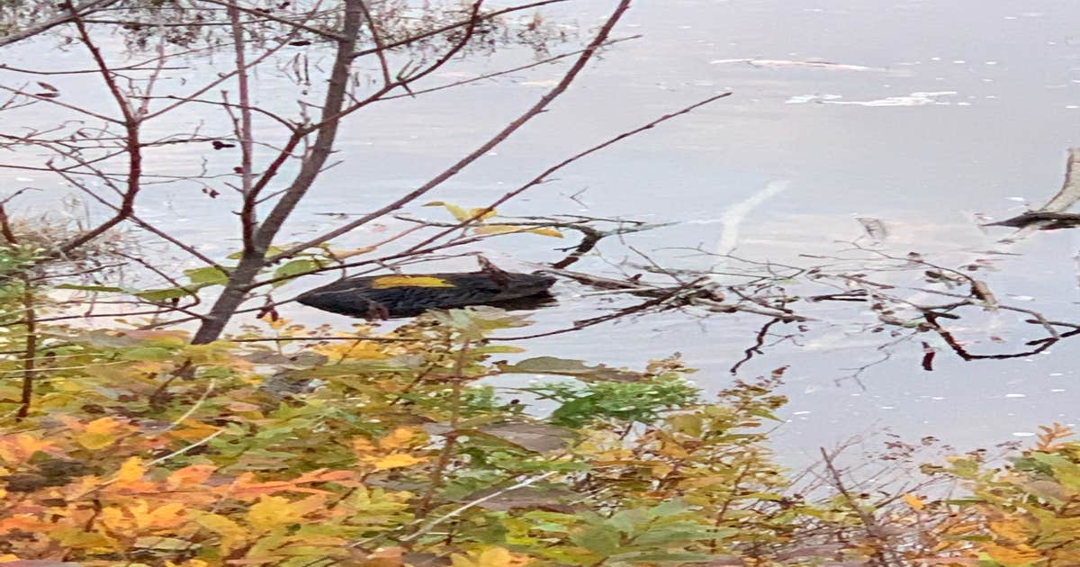 Wild Homestead Camping | Whitneyville, ME