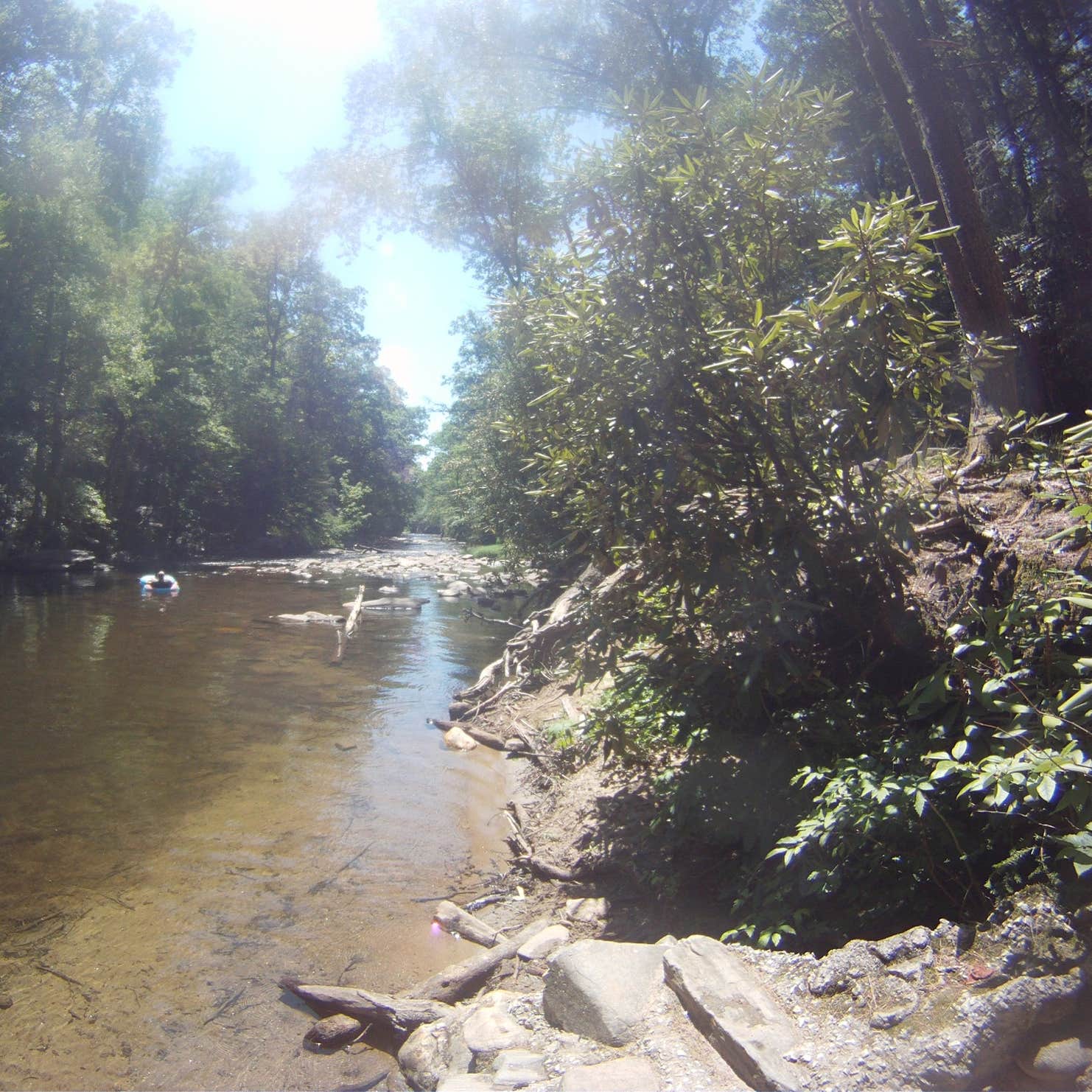 Davidson River Campground Camping | The Dyrt