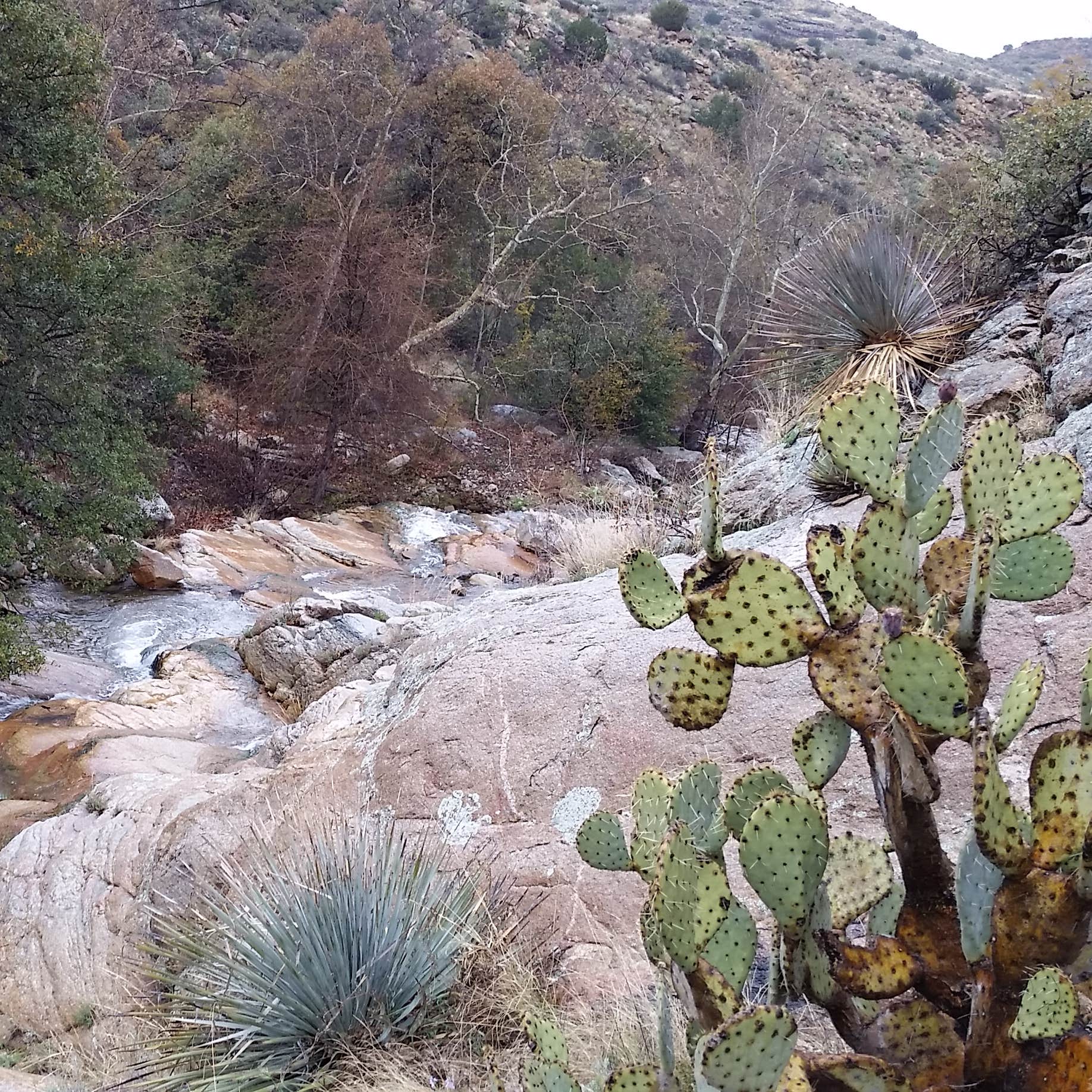 Riggs Flat Campground Camping | The Dyrt