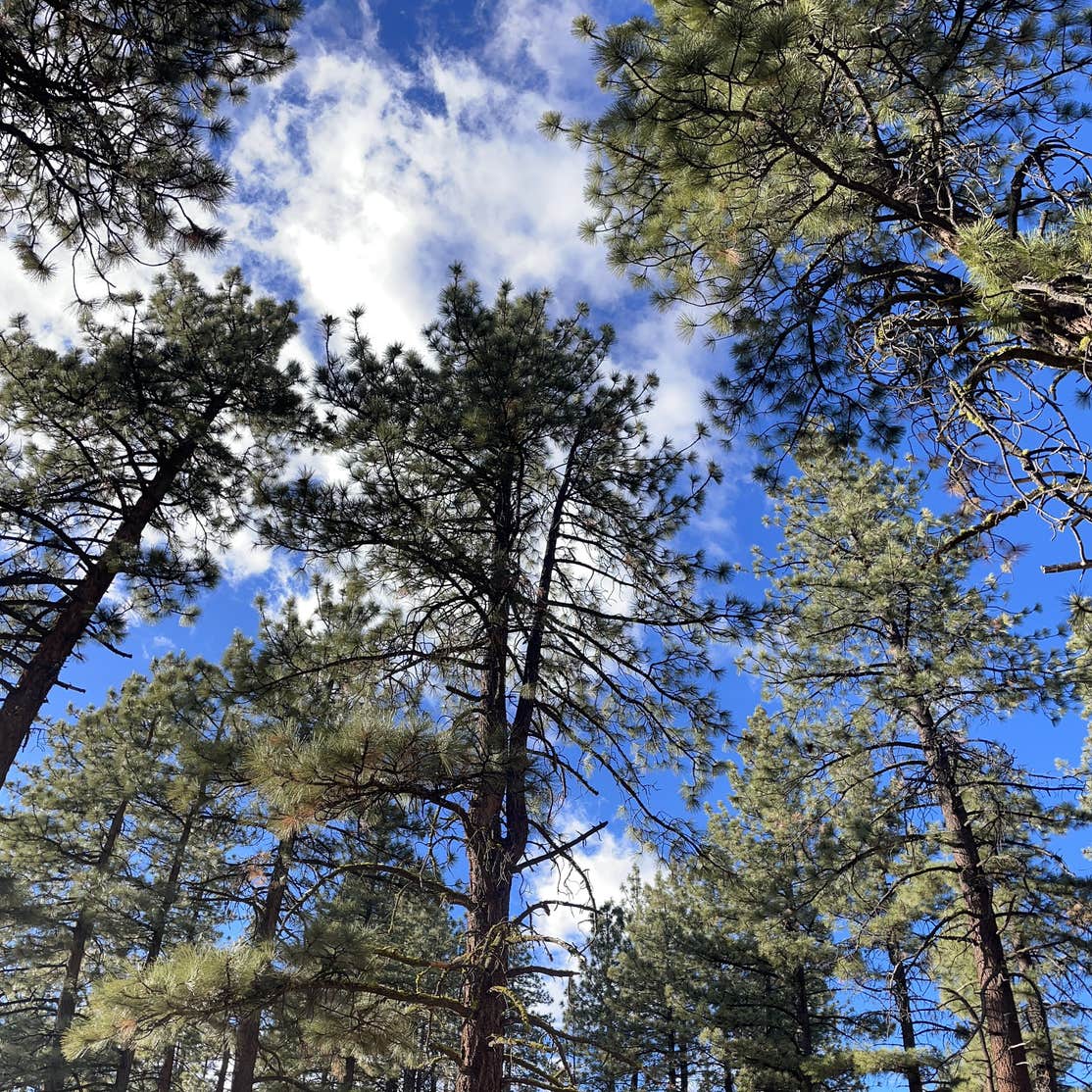 CA-139 Pull Off Area Camping | Susanville, California