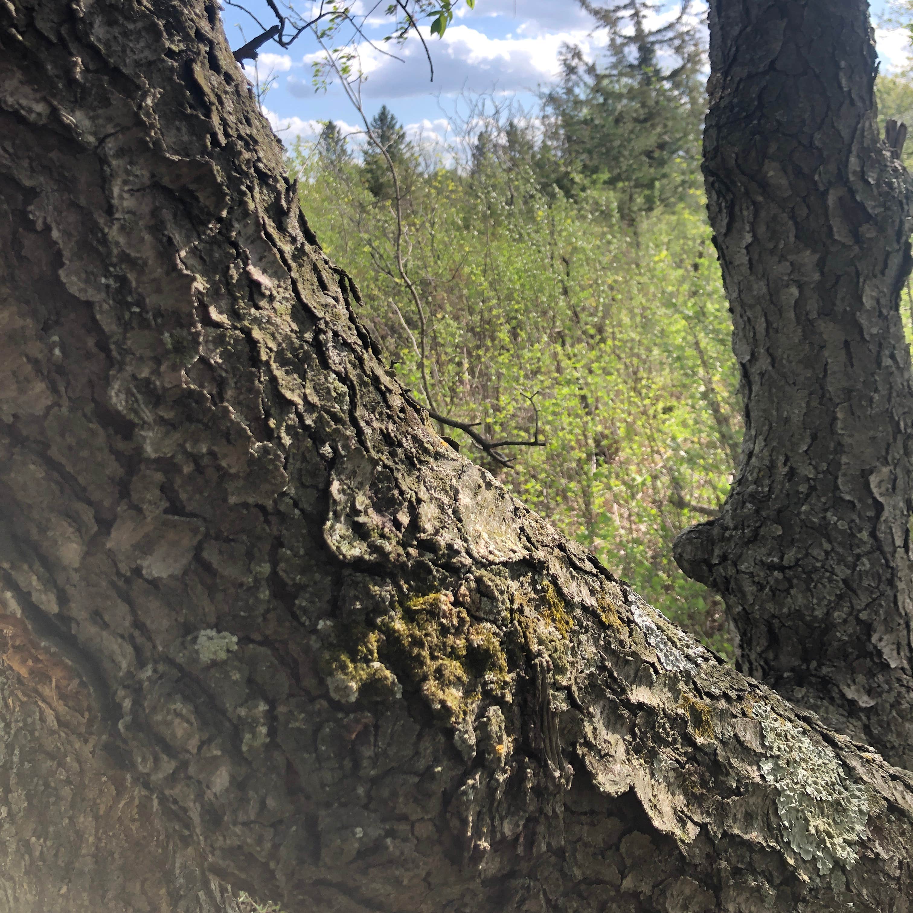 Mauthe Lake Campground — Kettle Moraine State Forest-Northern Unit ...