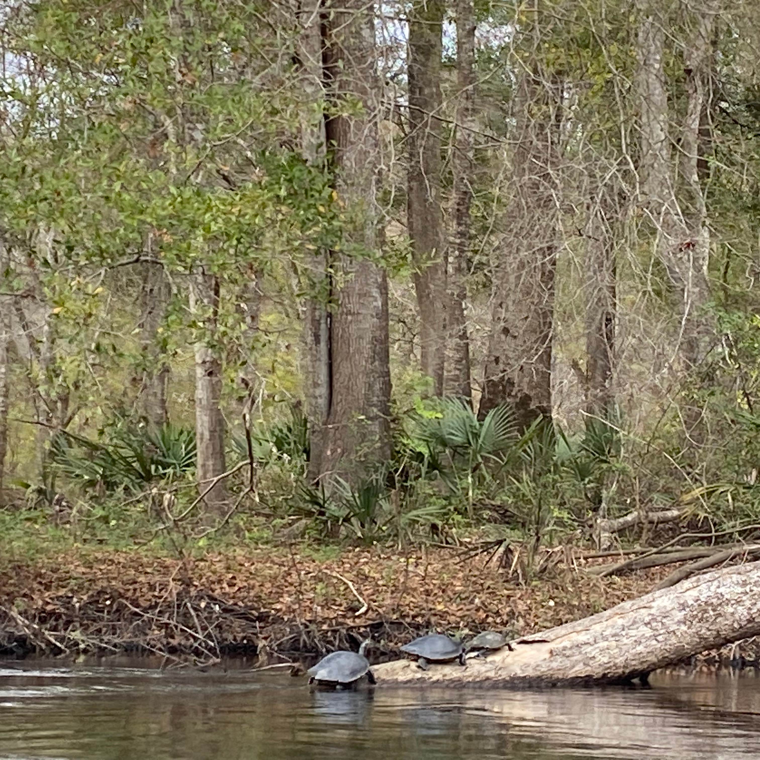 High Springs RV Resort and campground | High Springs, Florida