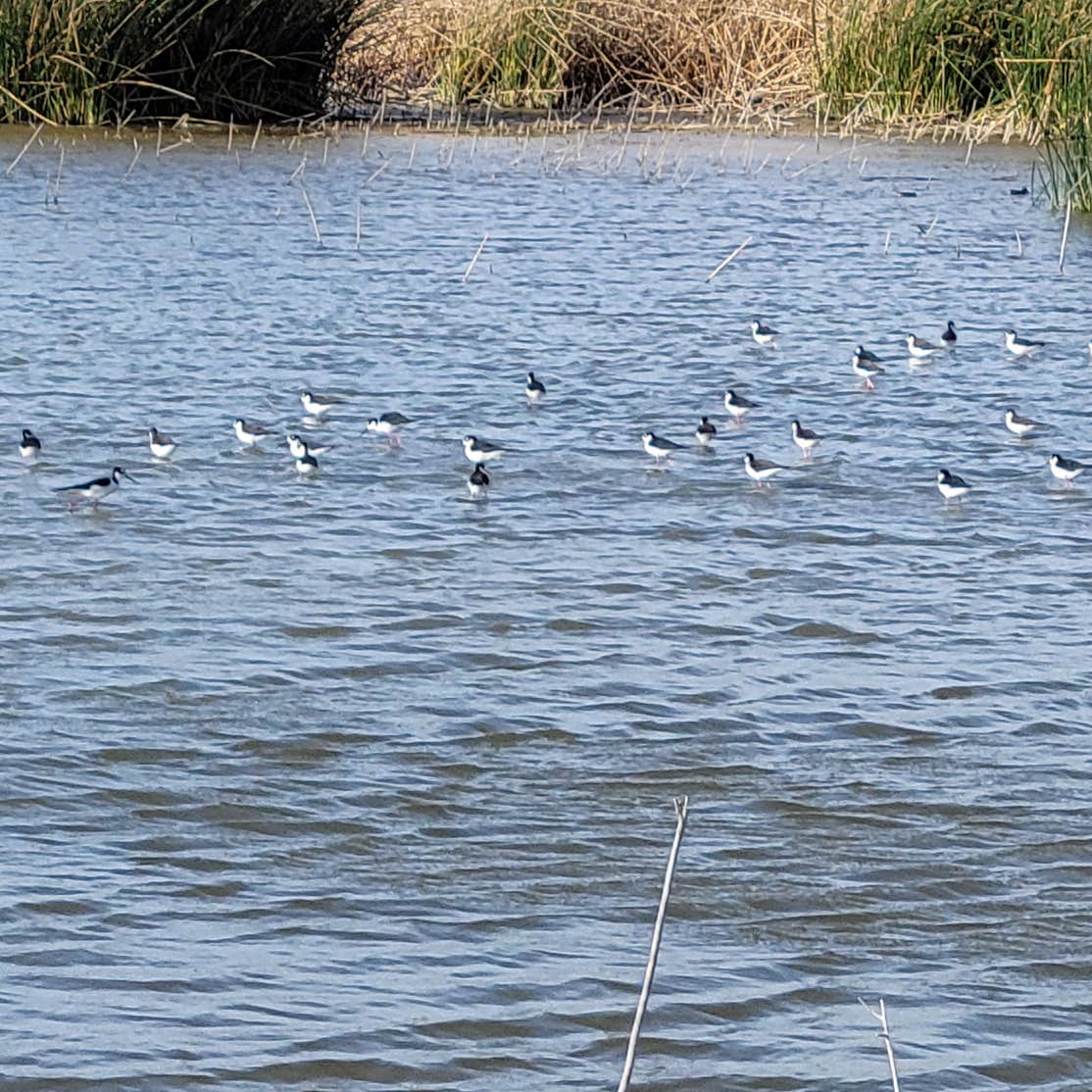Falcon State Park Campground | Roma, TX