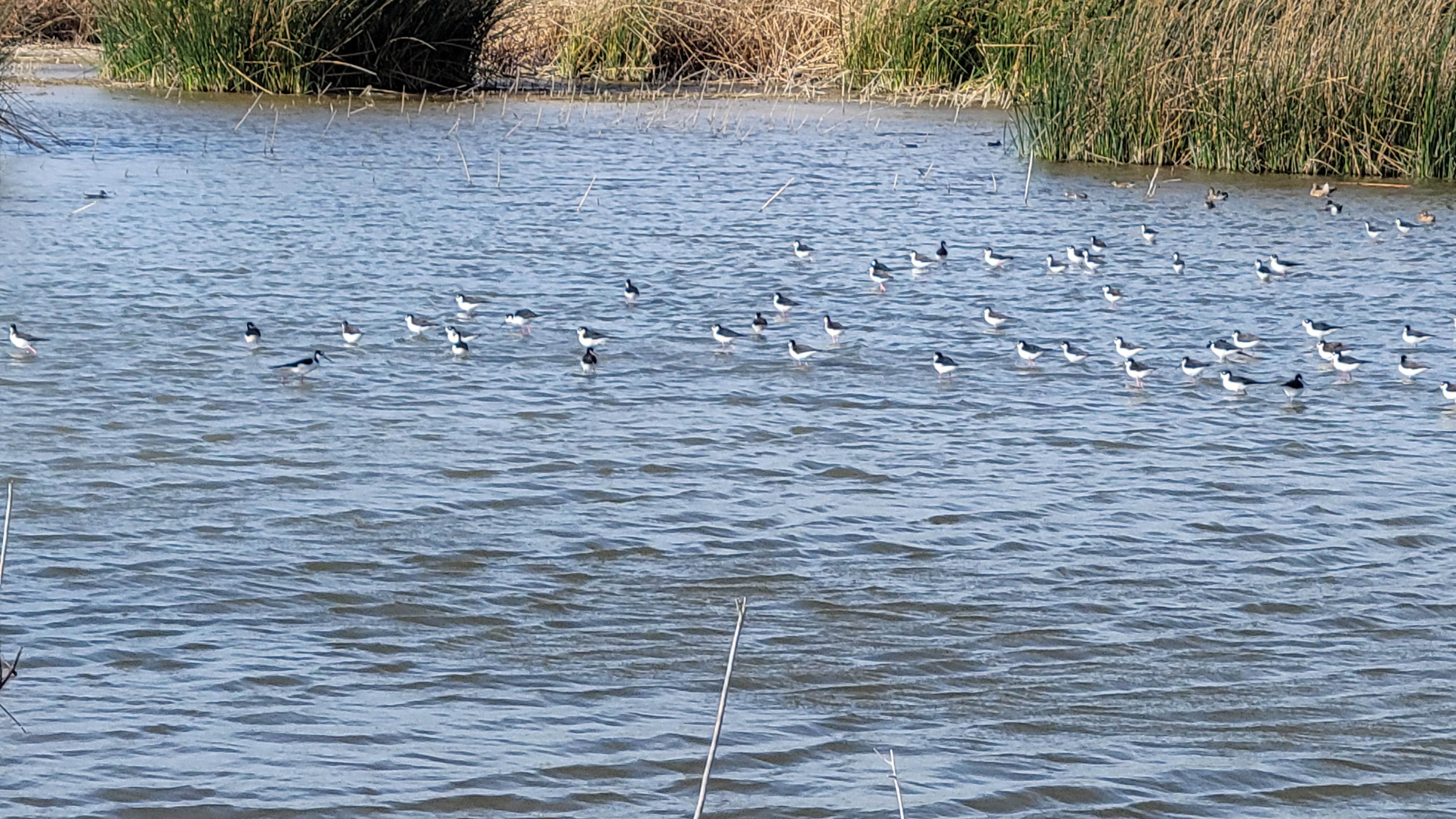 Falcon State Park Campground | Roma, Texas