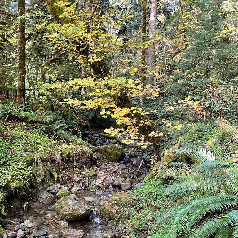 Merrill Lake Campground | Cougar, Washington