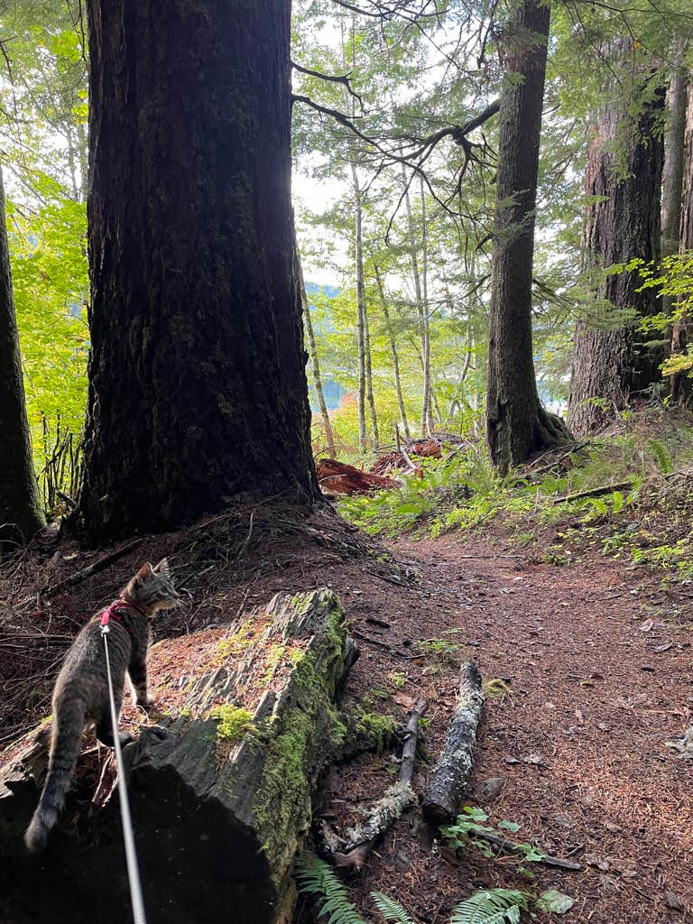 Merrill Lake Campground | Cougar, Washington