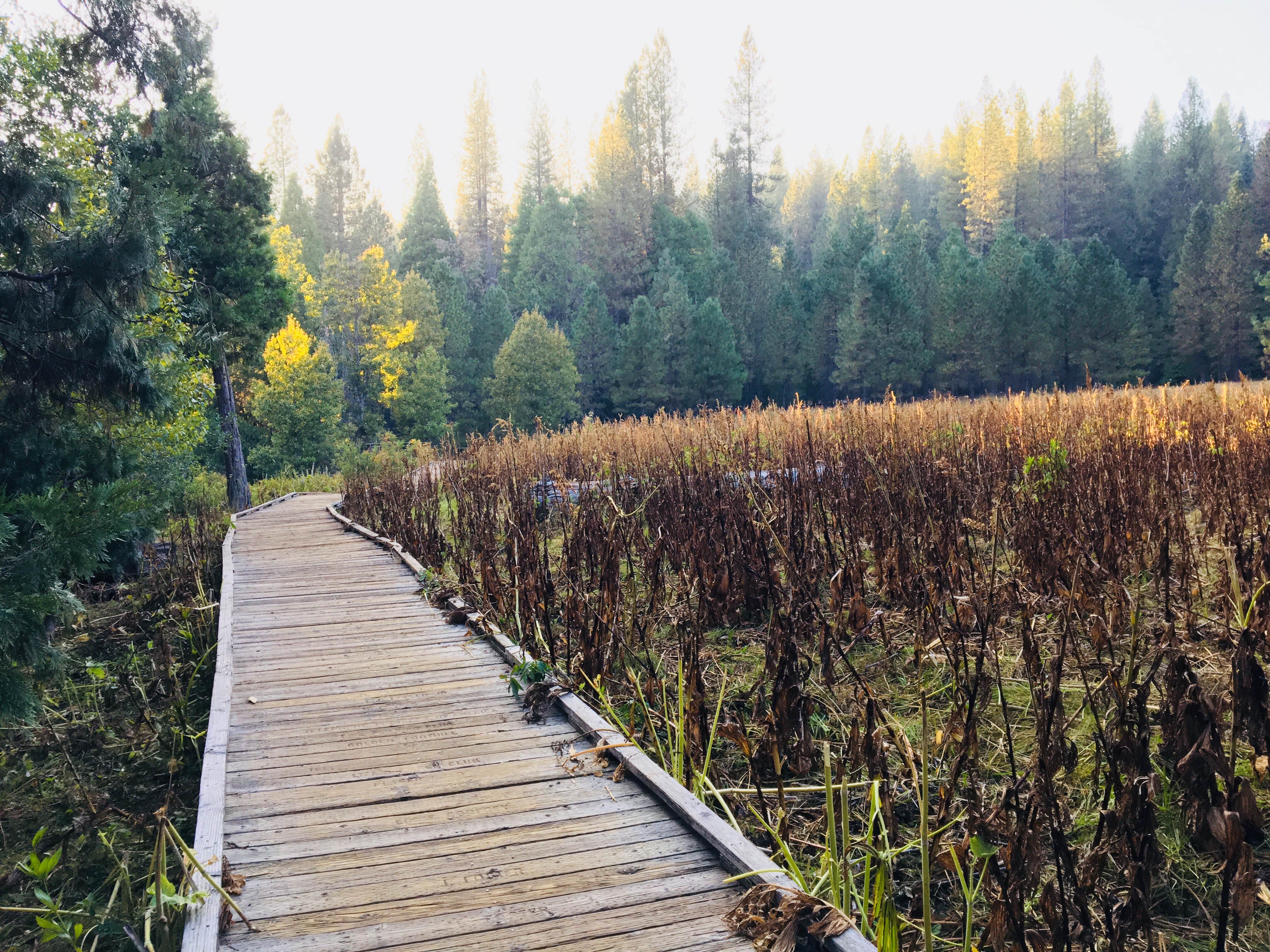 Pipi Campground | Grizzly Flats, California